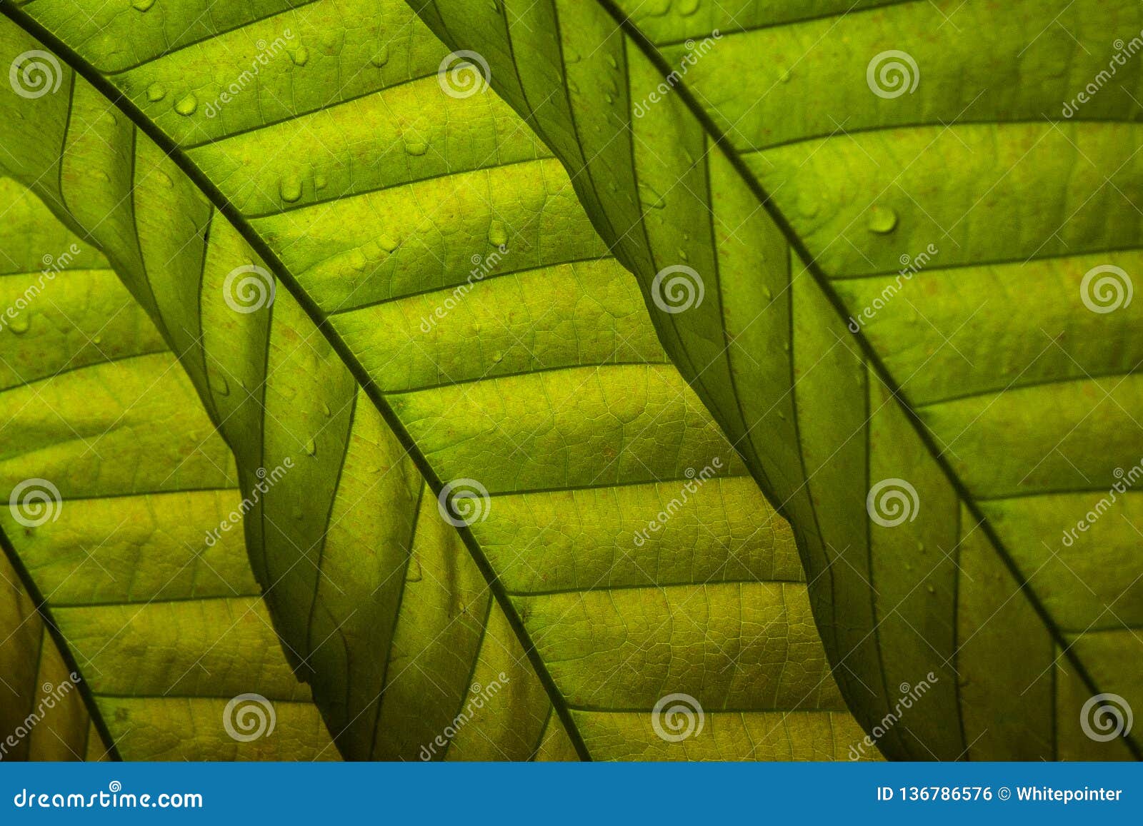 The Leaf Unique Texture and Color Picture Stock Photo - Image of green ...