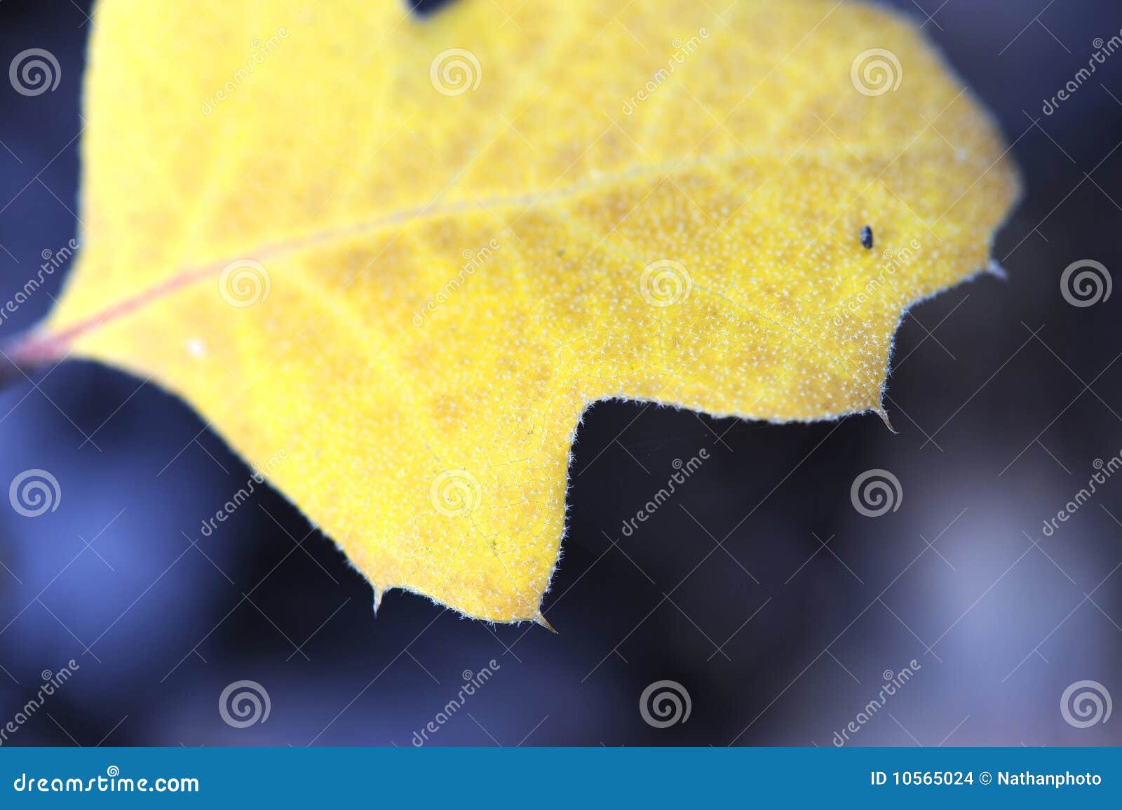 Leaf, up close stock photo. Image of veins, close, fall - 10565024