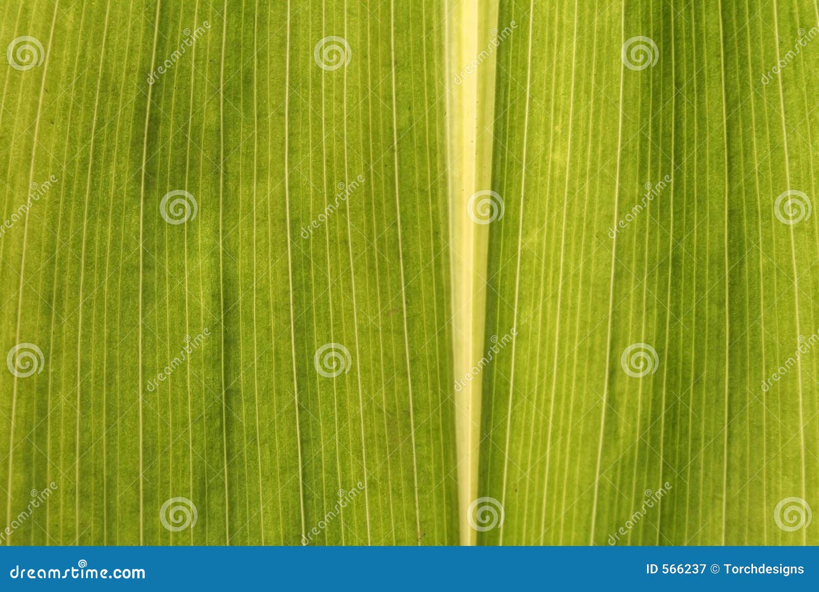 Leaf Up close stock image. Image of green, abstract, close - 566237