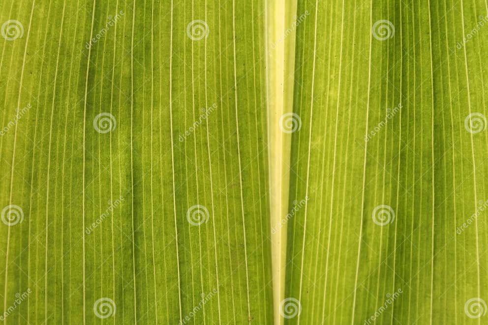Leaf Up close stock image. Image of green, abstract, close - 566237