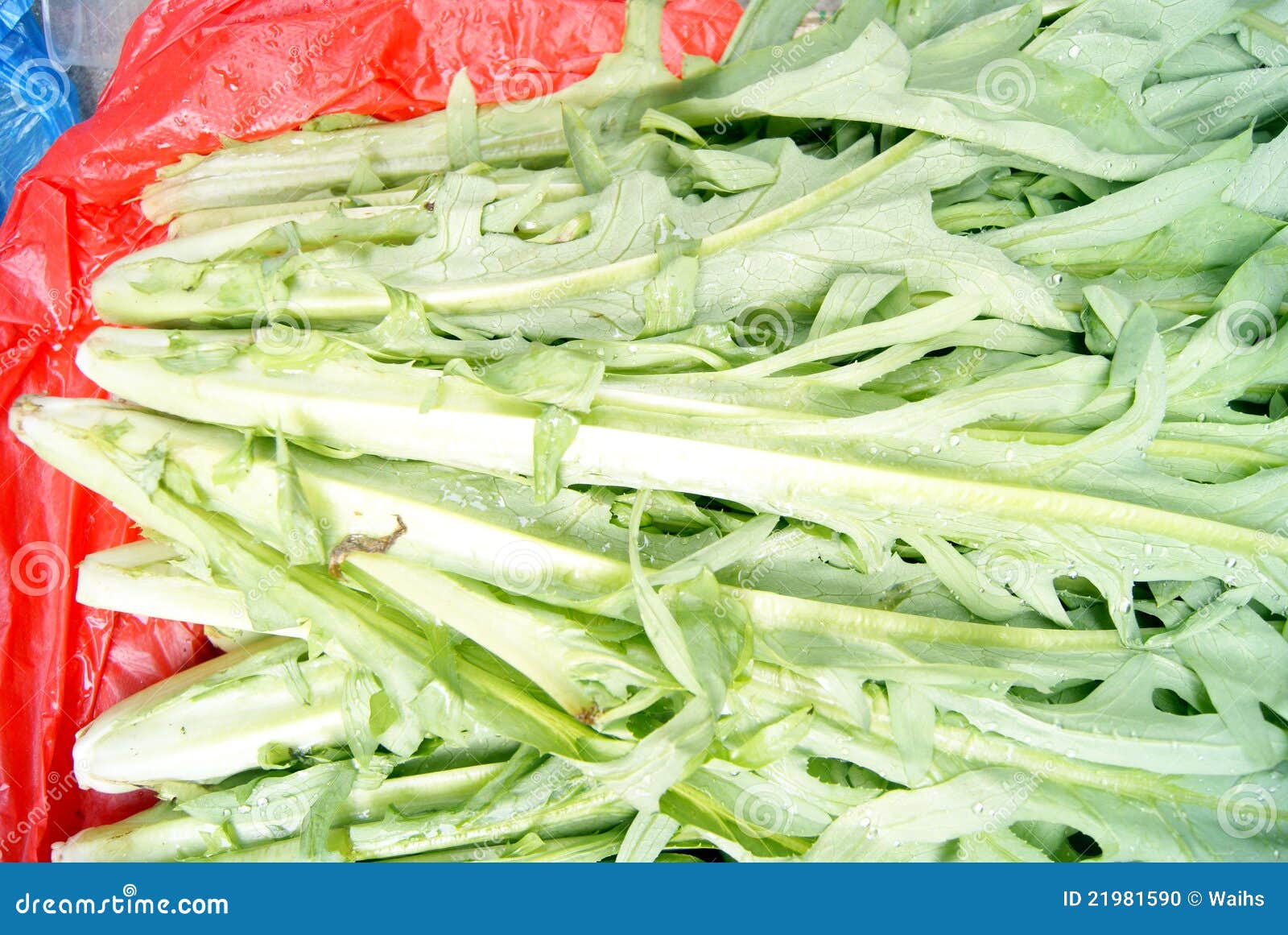 Leaf vegetables stock photo. Image of vegetables, ingredients - 21981590