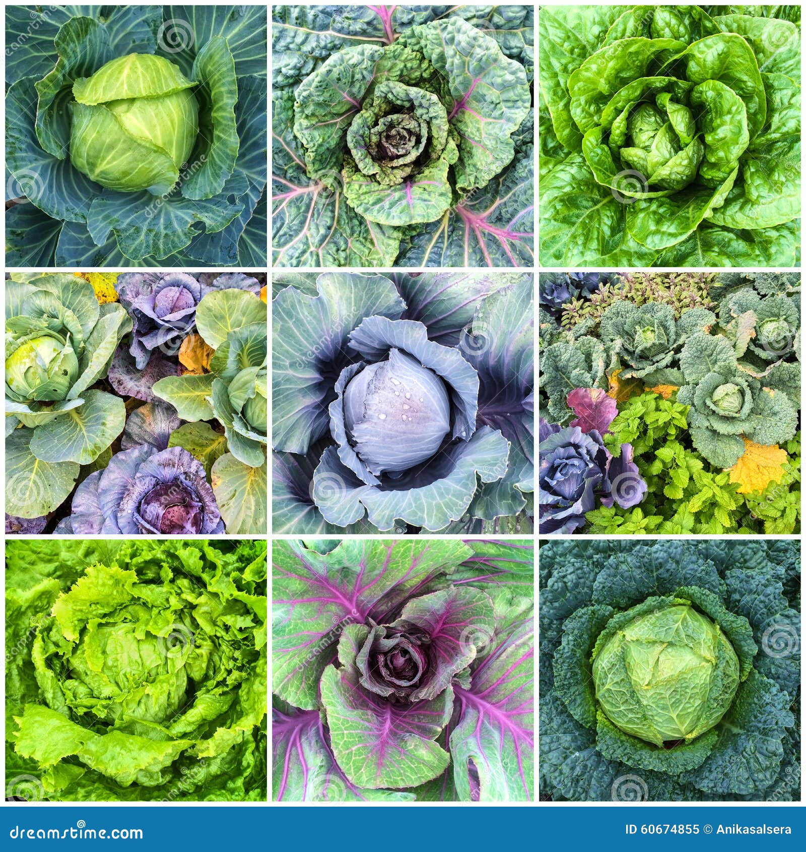 1,492 Vegetable Garden Collage Photos - Free & Royalty-Free Stock ...