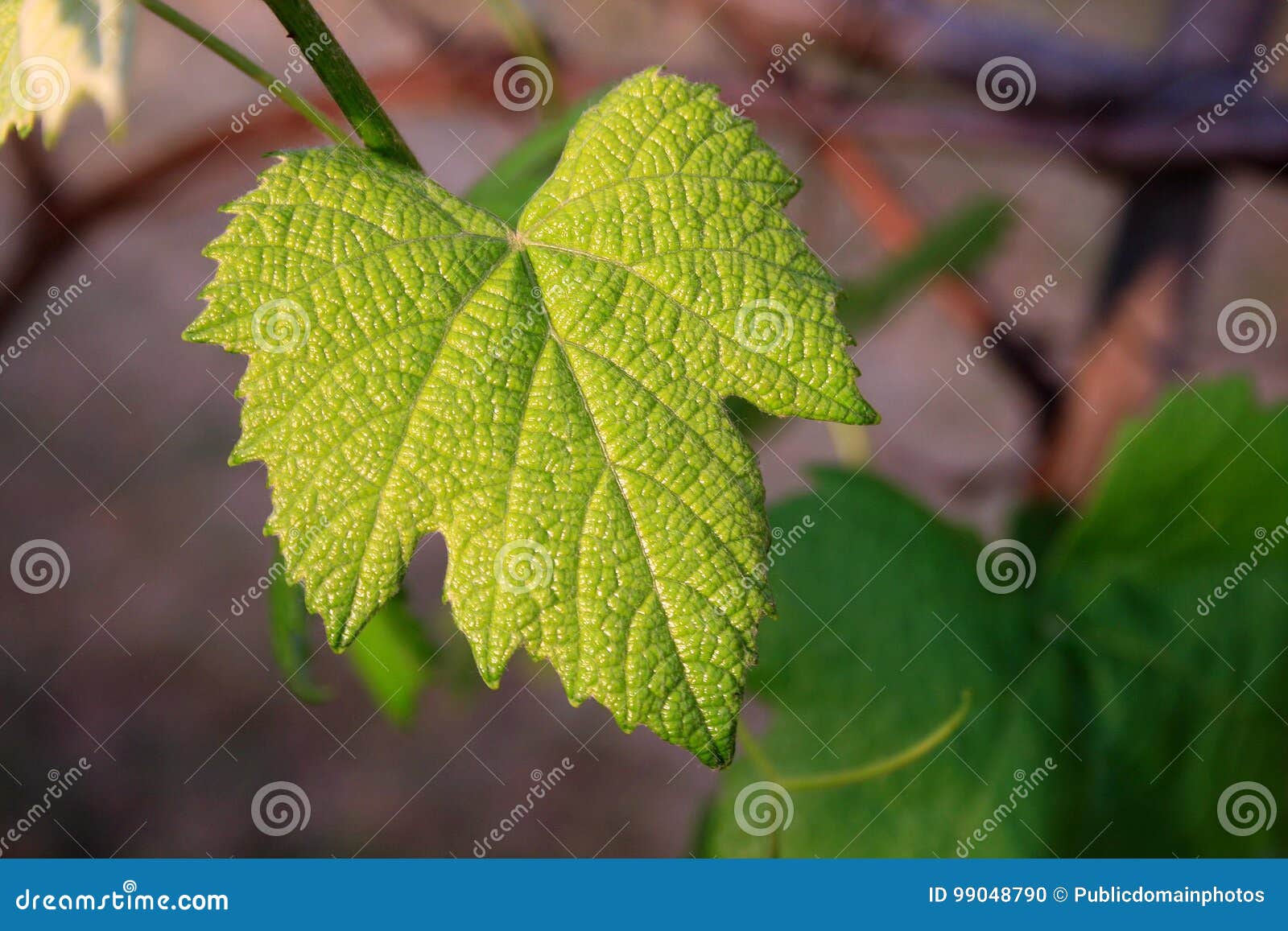Leaf, Vegetation, Grapevine Family, Grape Leaves Picture. Image: 99048790