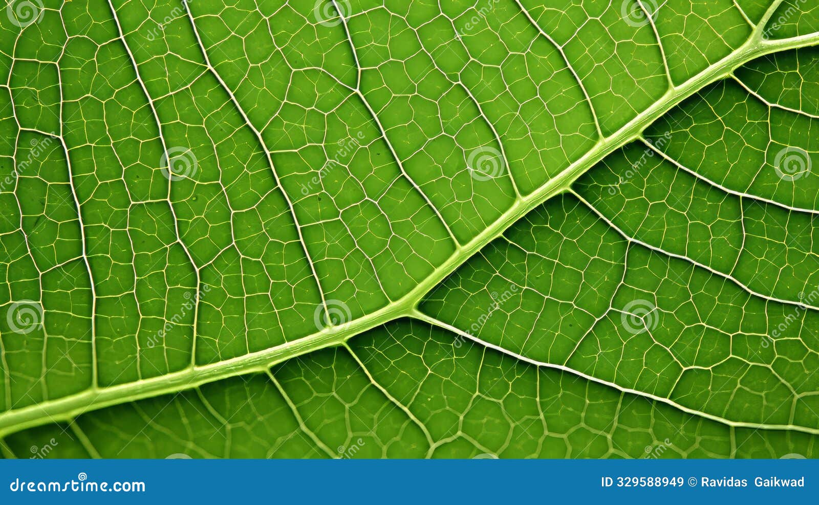 Leaf vein closeup detail stock illustration. Illustration of shot ...