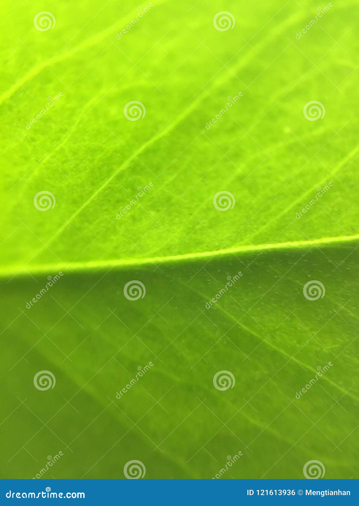 Leaf vein texture stock photo. Image of leaves, macro - 121613936