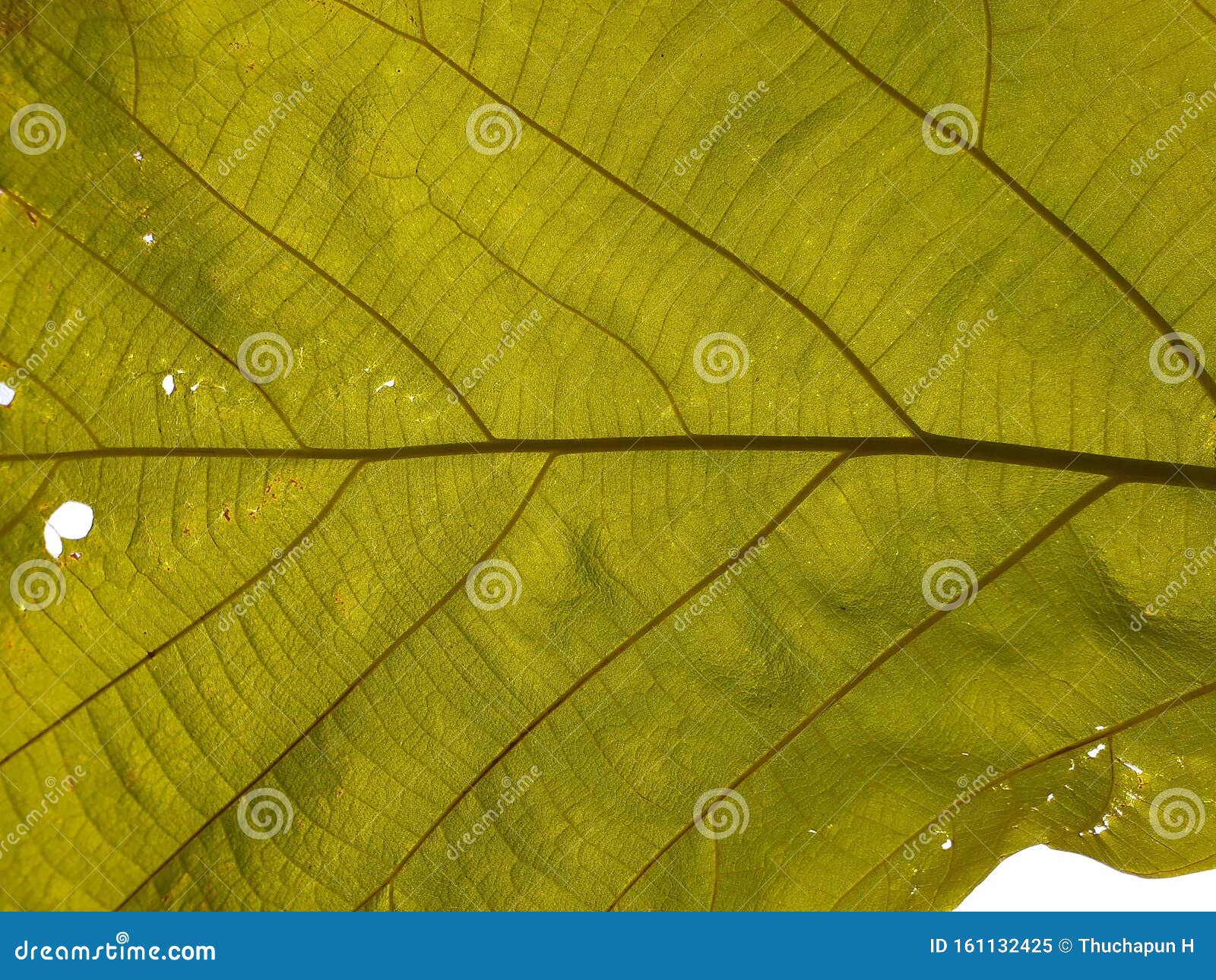 Leaf Vein View by Sunlight stock image. Image of botany - 161132425