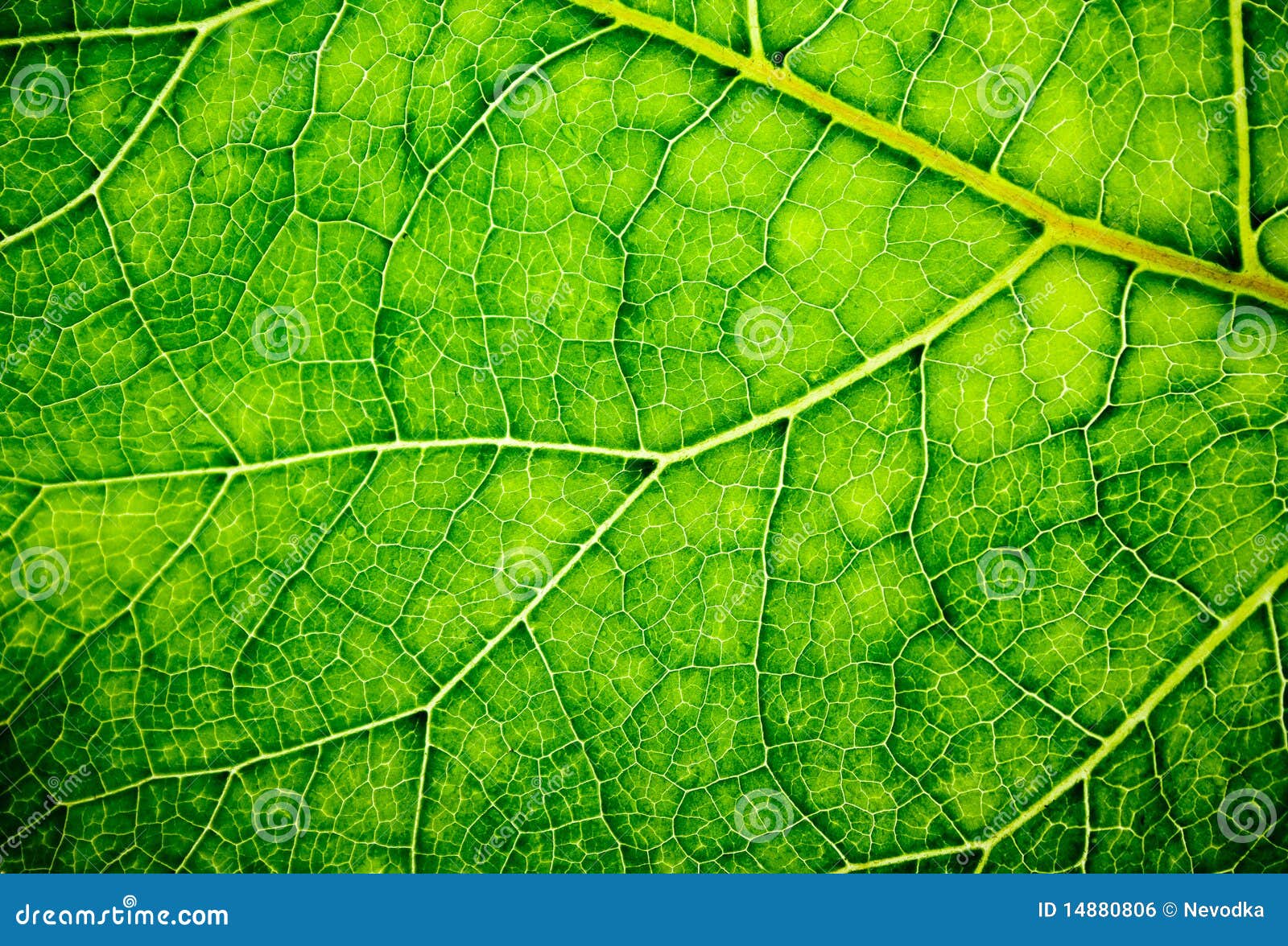 Leaf veins stock photo. Image of organic, botanical, background - 14880806