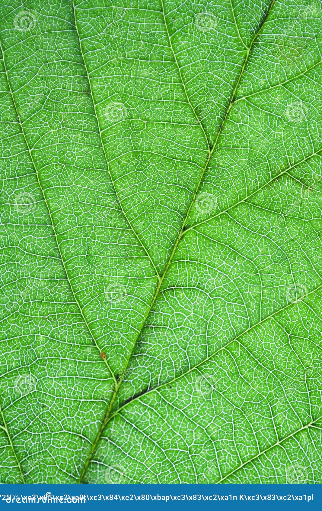 Leaf veins stock image. Image of abstract, copy, full - 16549725