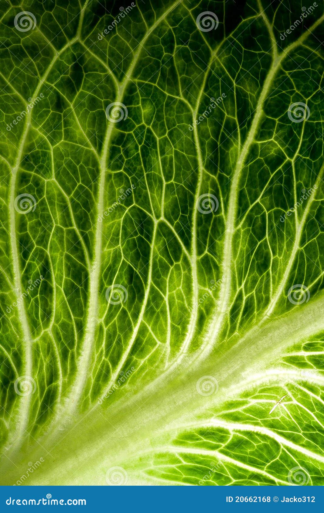 Leaf Veins Picture. Image: 20662168