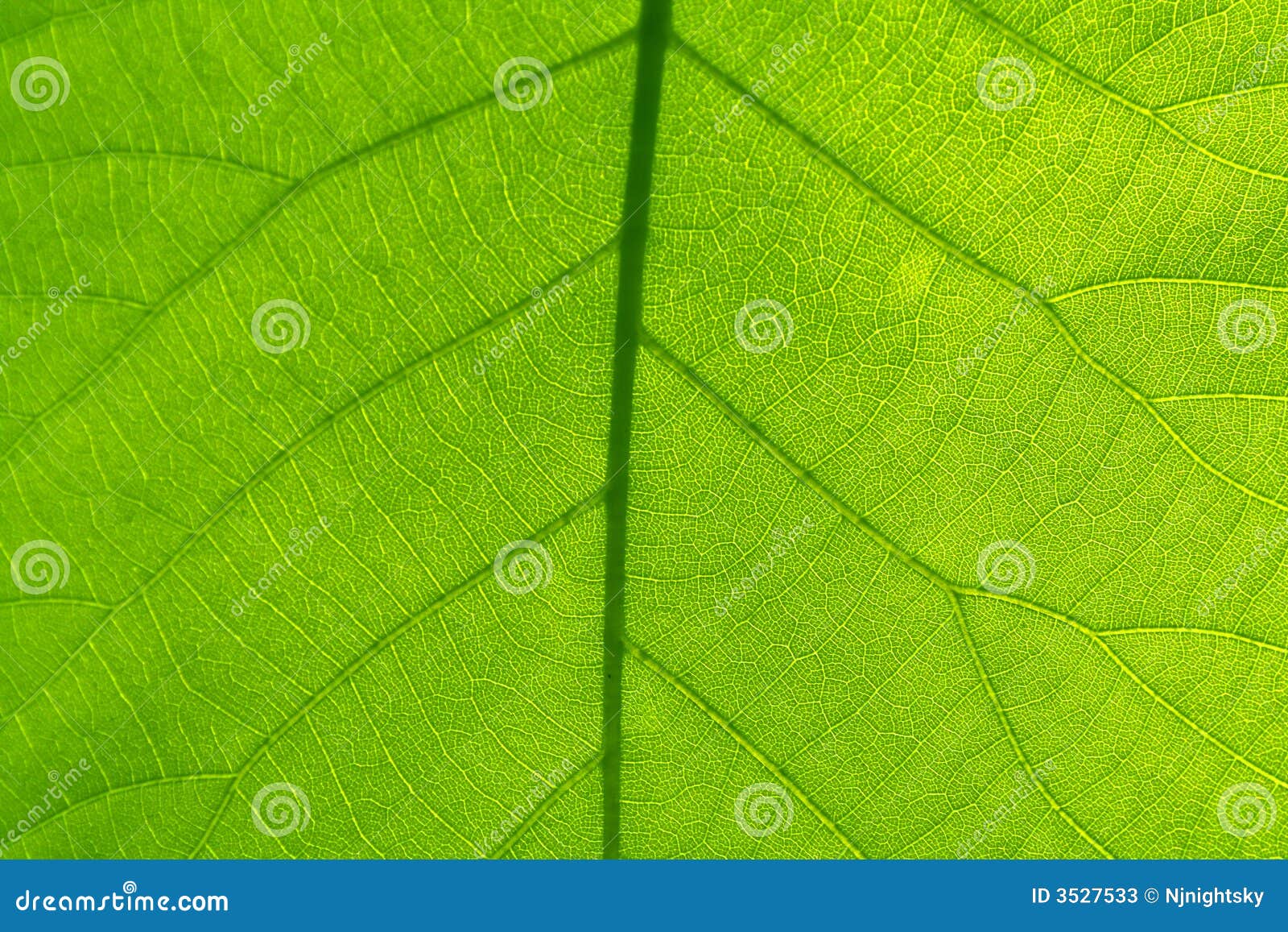Leaf Veins stock image. Image of nature, autumn, structure - 3527533