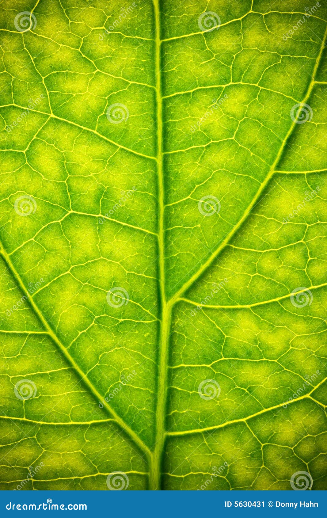 Leaf Veins stock image. Image of macro, flourish, light - 5630431