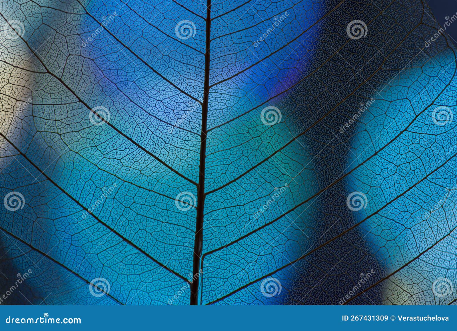 Leaf with Veins and Cells and Light Bokeh Stock Image - Image of ...