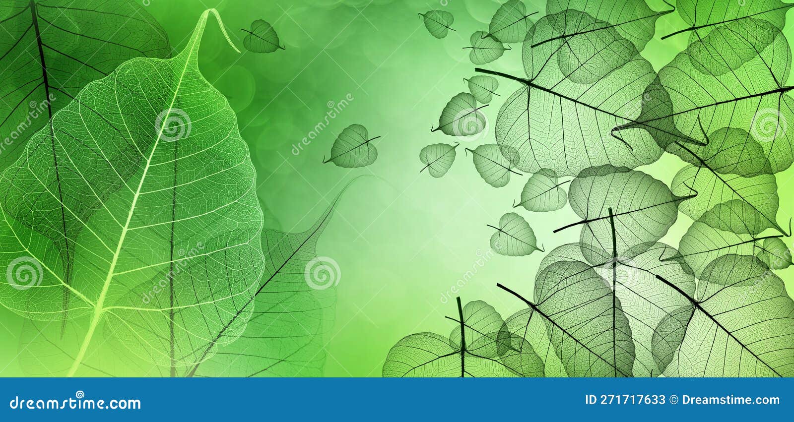 Leaf Cells Microscope Magnification, Plant Leaf Microscopic Structure ...