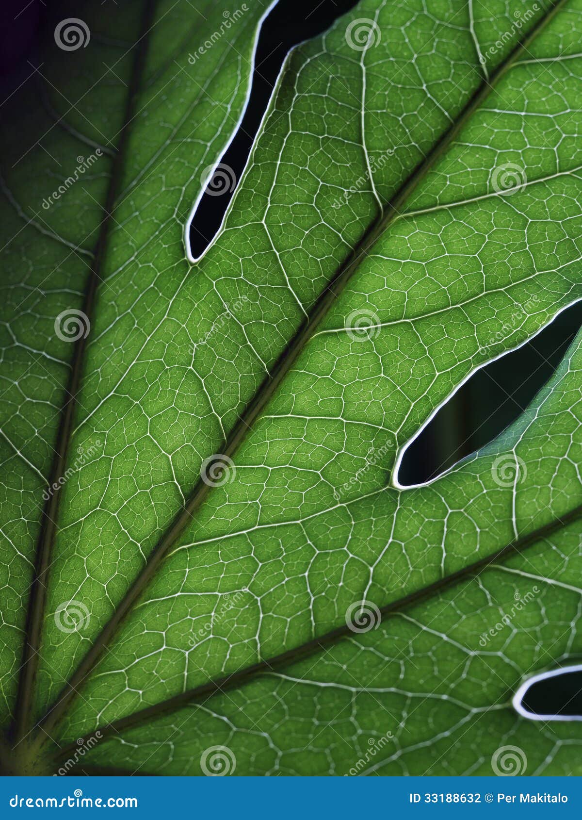 Leaf Veins stock photo. Image of network, plant, graphical - 33188632