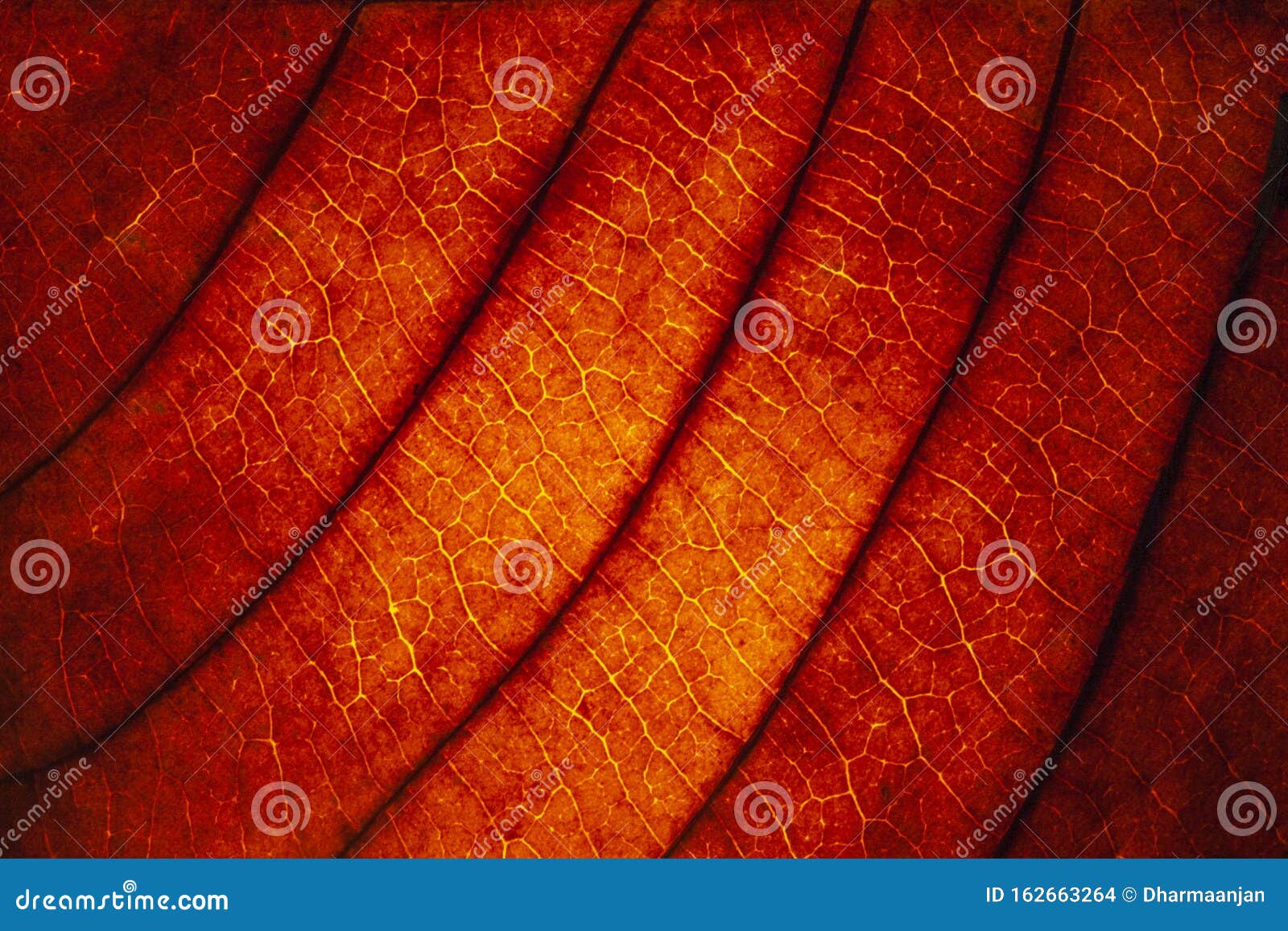 Leaf Veins Lines Red Color Texture Macro Stock Photo - Image of ...