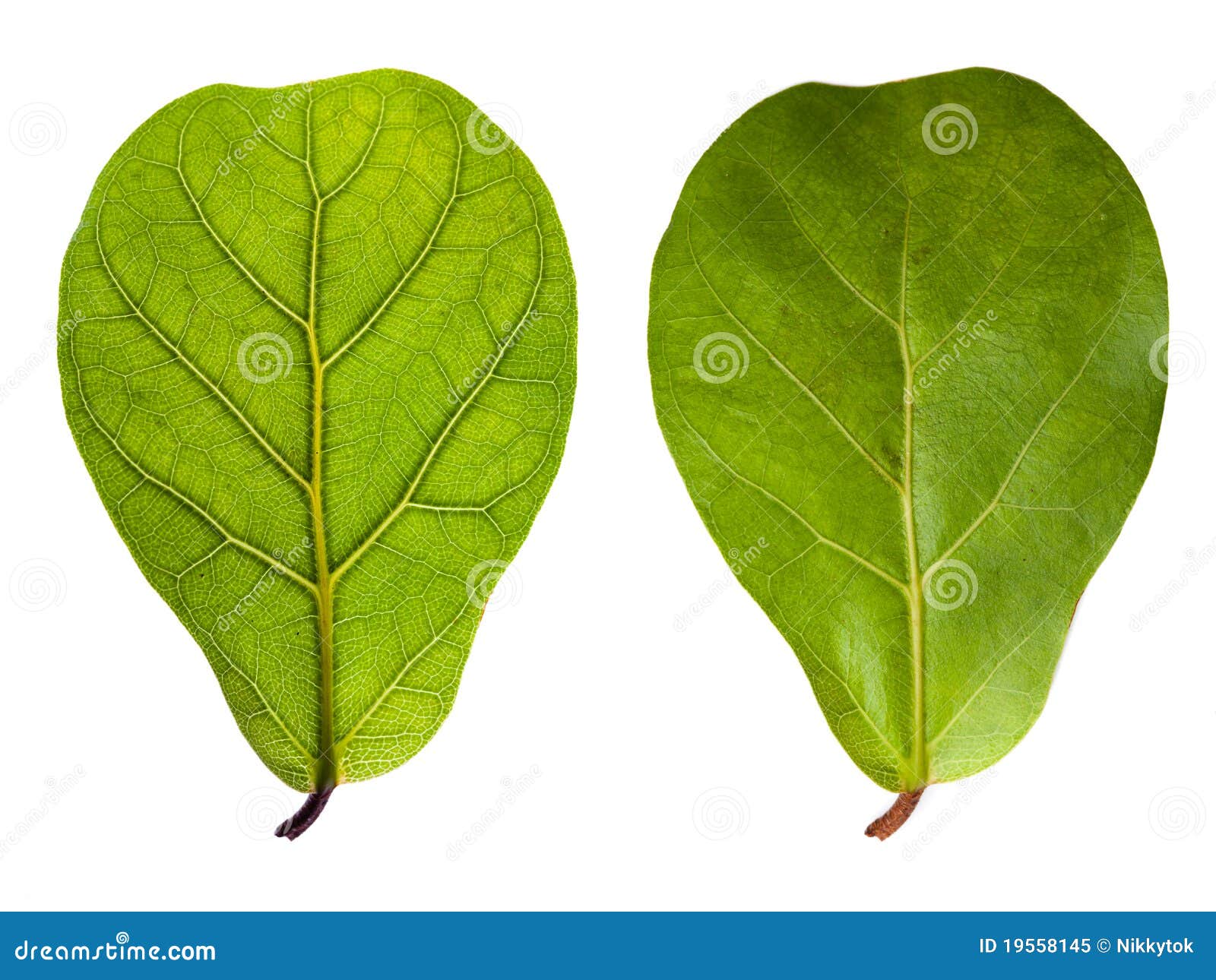Leaf with Veins and Normal Leaf Stock Image - Image of detail, abstract ...