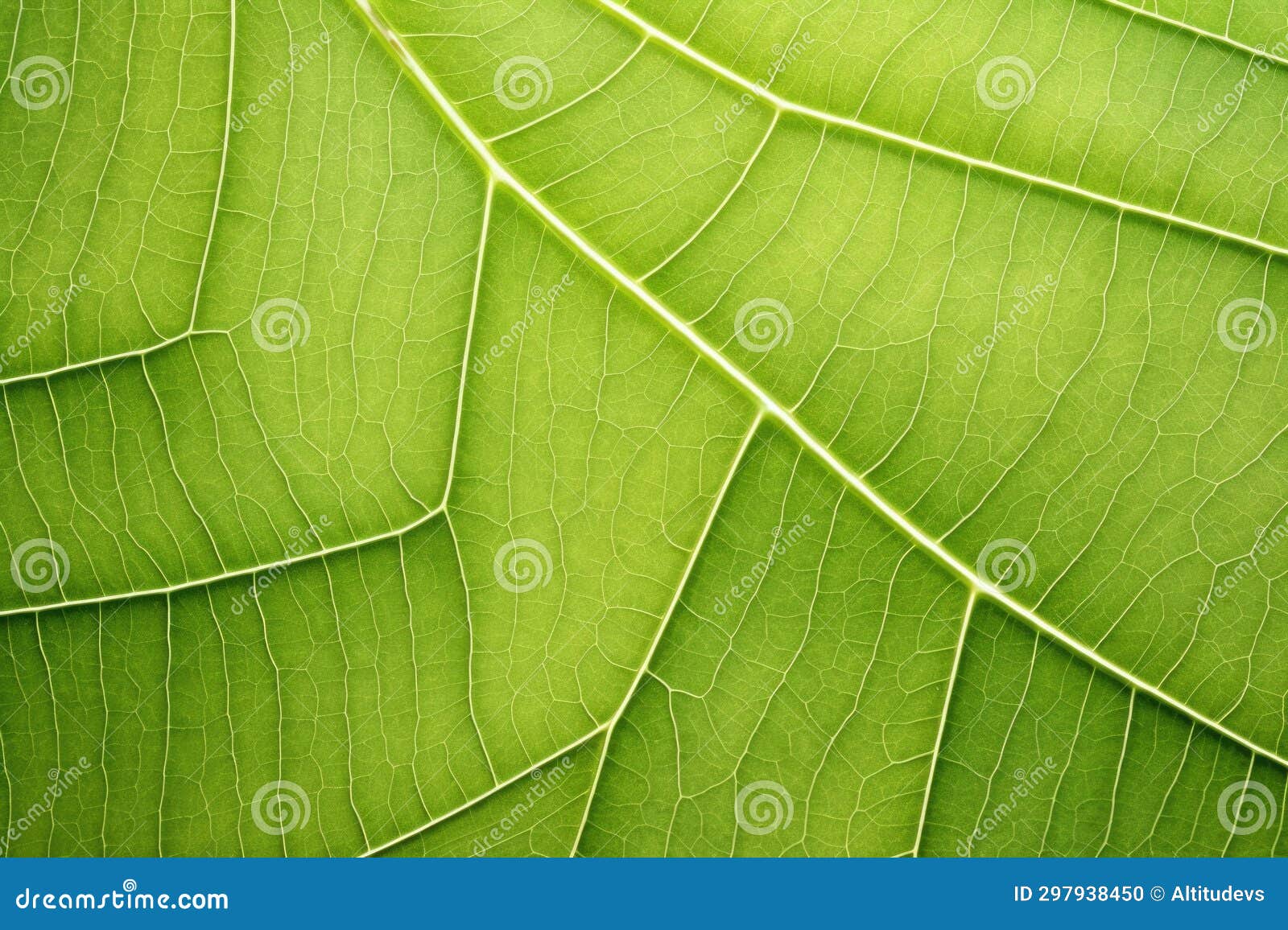 Leaf Veins Patterns in a Transparent Leaf Shot in Light Stock Photo ...