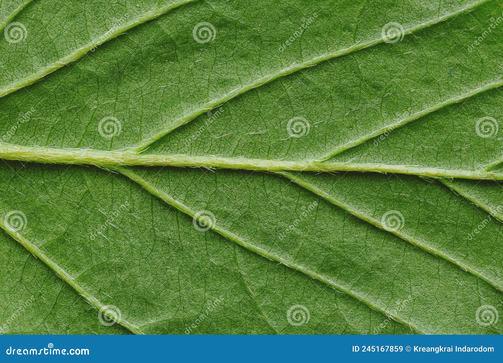 Leaf Veins and Structure, Macro Shot of Vascular Tissue of the Leaf ...