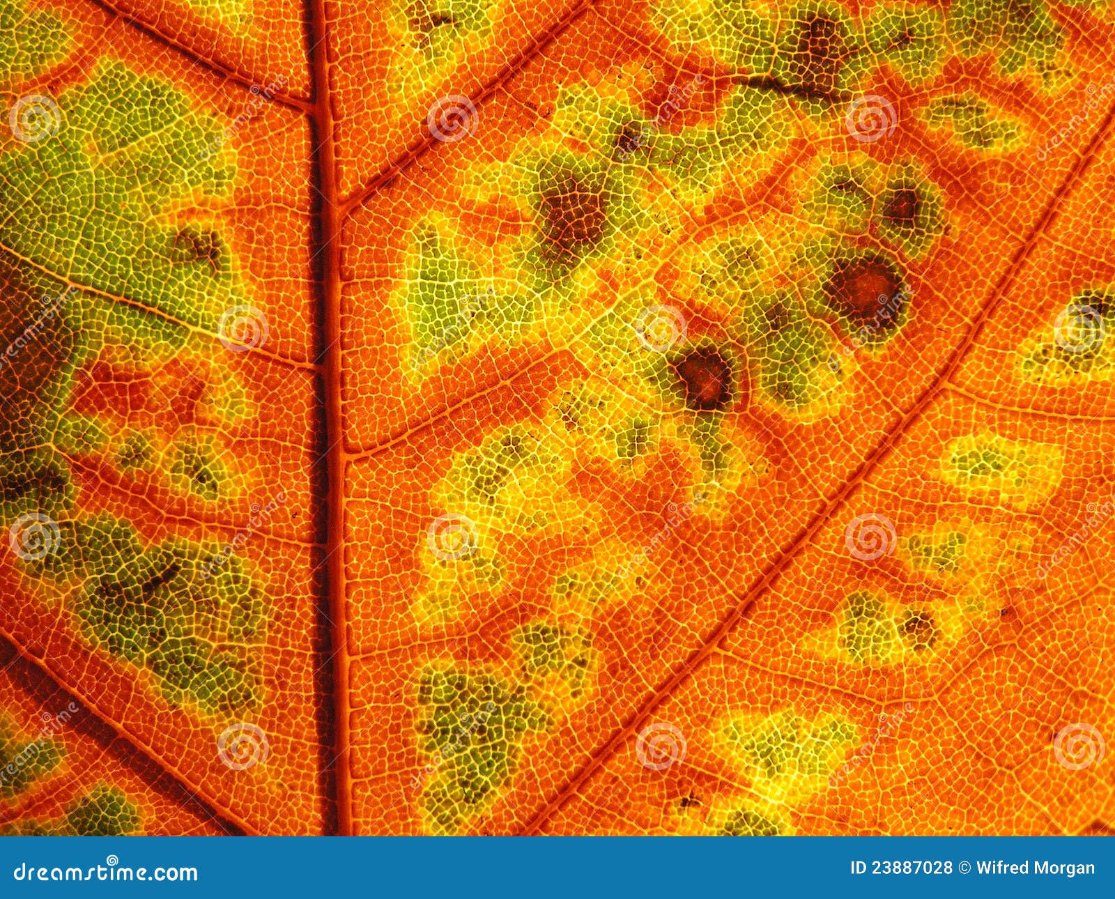 Leaf venation stock photo. Image of season, green, structure - 23887028