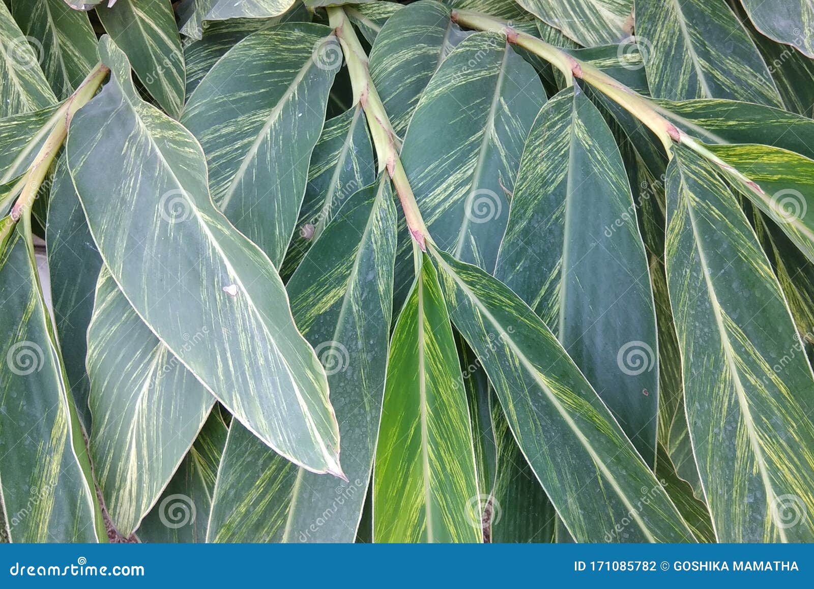 Leaf Venation and Background Pattern of Leaves Stock Photo - Image of ...