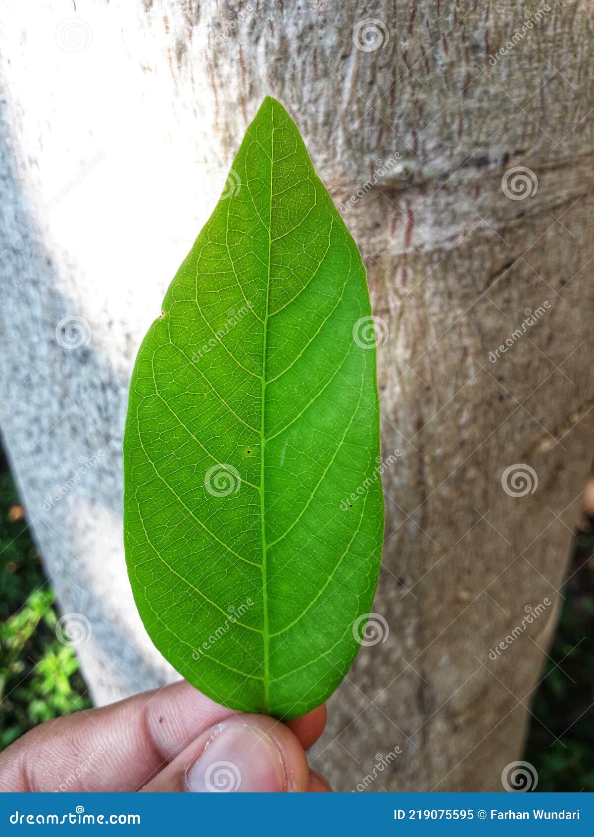 A Leaf with a Very Detailed and Arthritic Leaf Bone Structure Stock ...