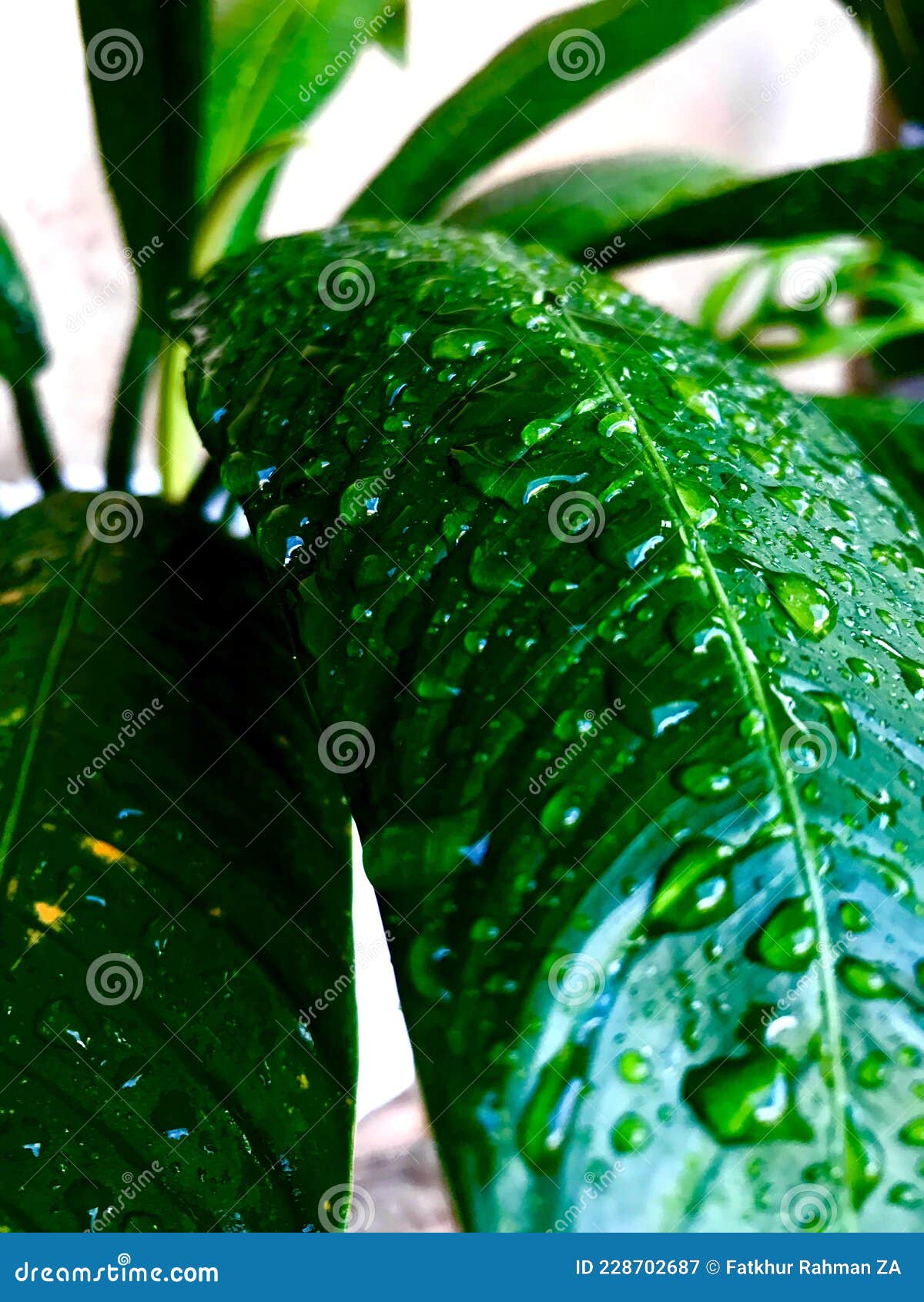 Leaf stock image. Image of fresh, morning, leaves, leaf - 228702687