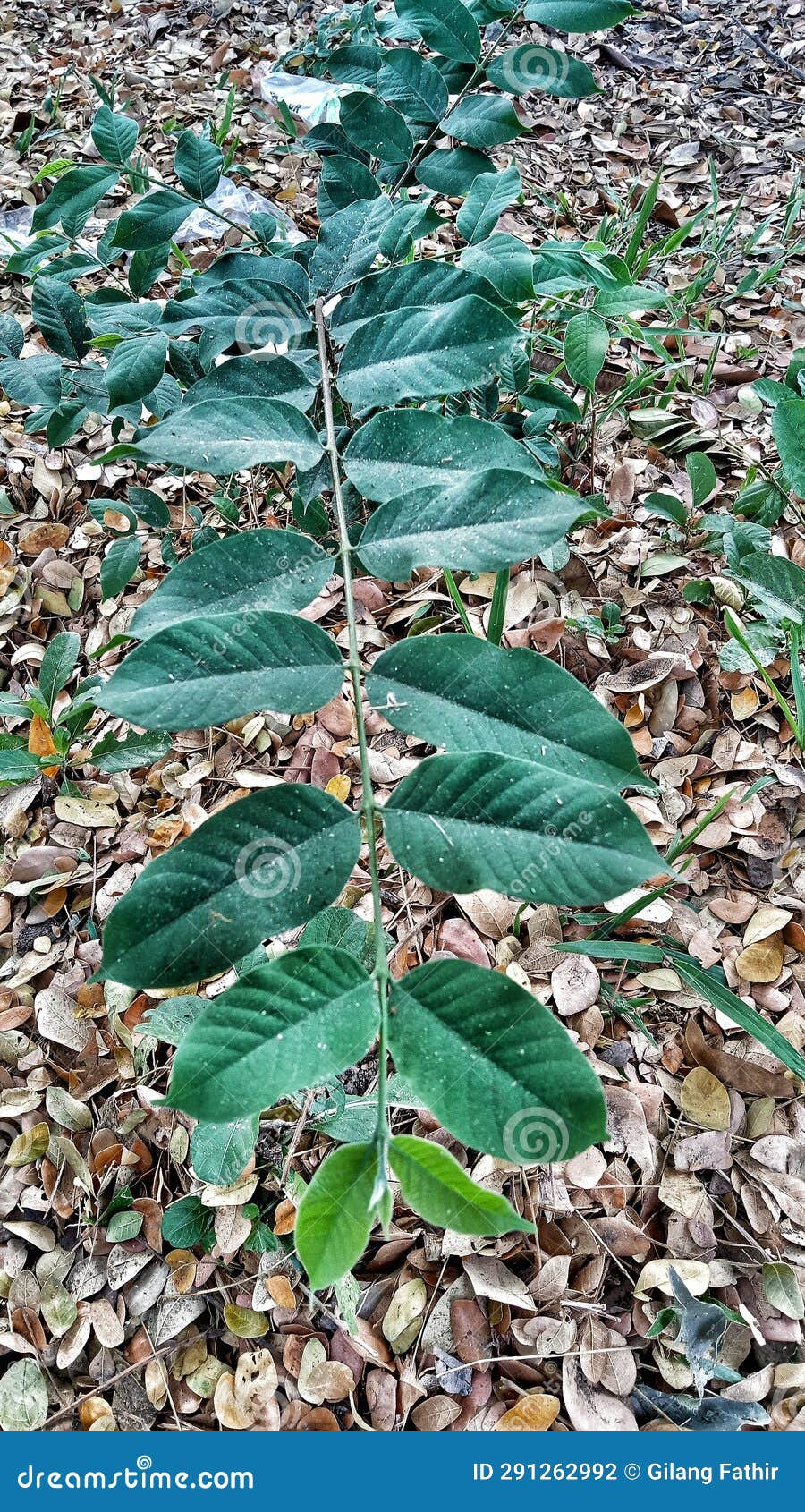 Messy Leaf Royalty-Free Stock Image | CartoonDealer.com #135596860