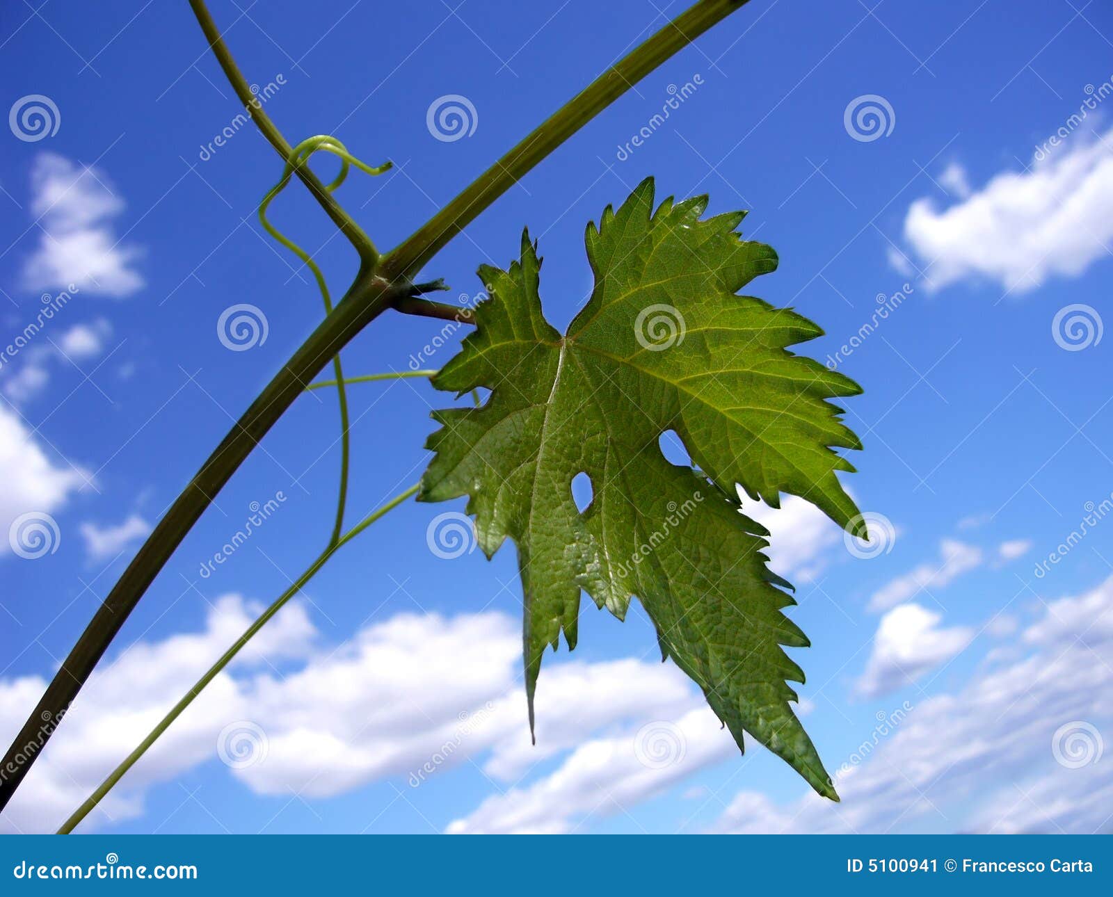 Leaf Vine Royalty-Free Stock Photography | CartoonDealer.com #5100941