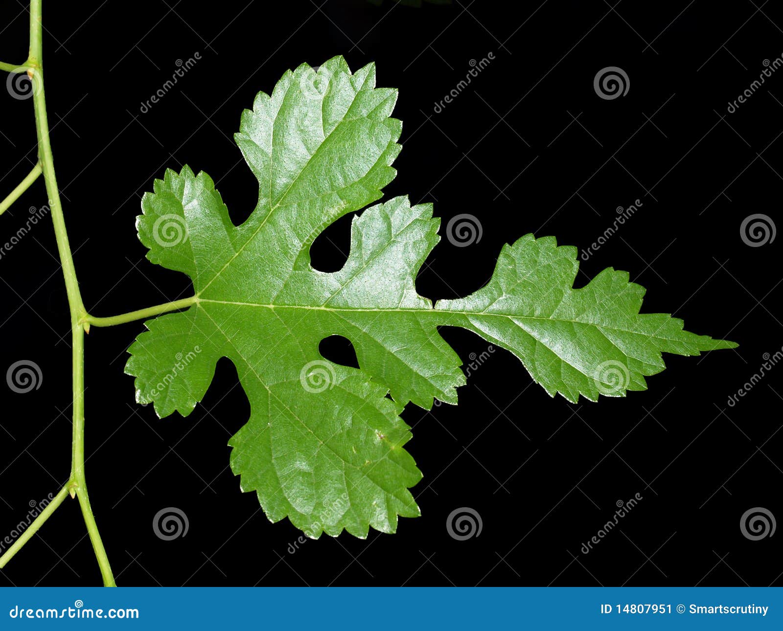 Leaf and Vine on Black Background Stock Image - Image of plant ...