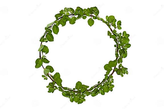 Leaf Vine Circle Isolates on a White Background Stock Photo - Image of ...