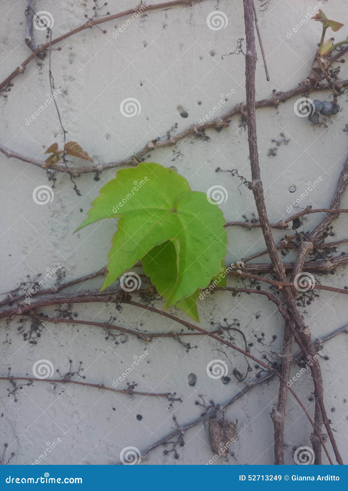 Green Leaf Vine Stock Images - 62,708 Photos
