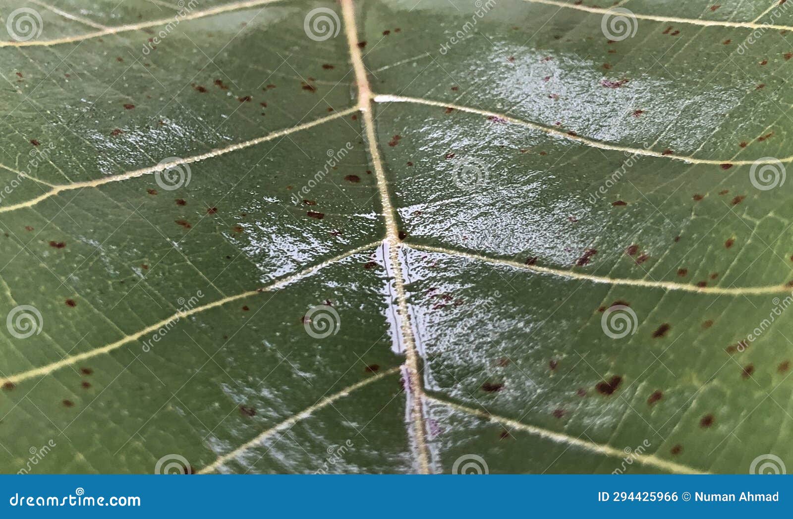 Leaf Vines Close-up, Water on Leaf, Leaf Clear Texture Stock Photo ...