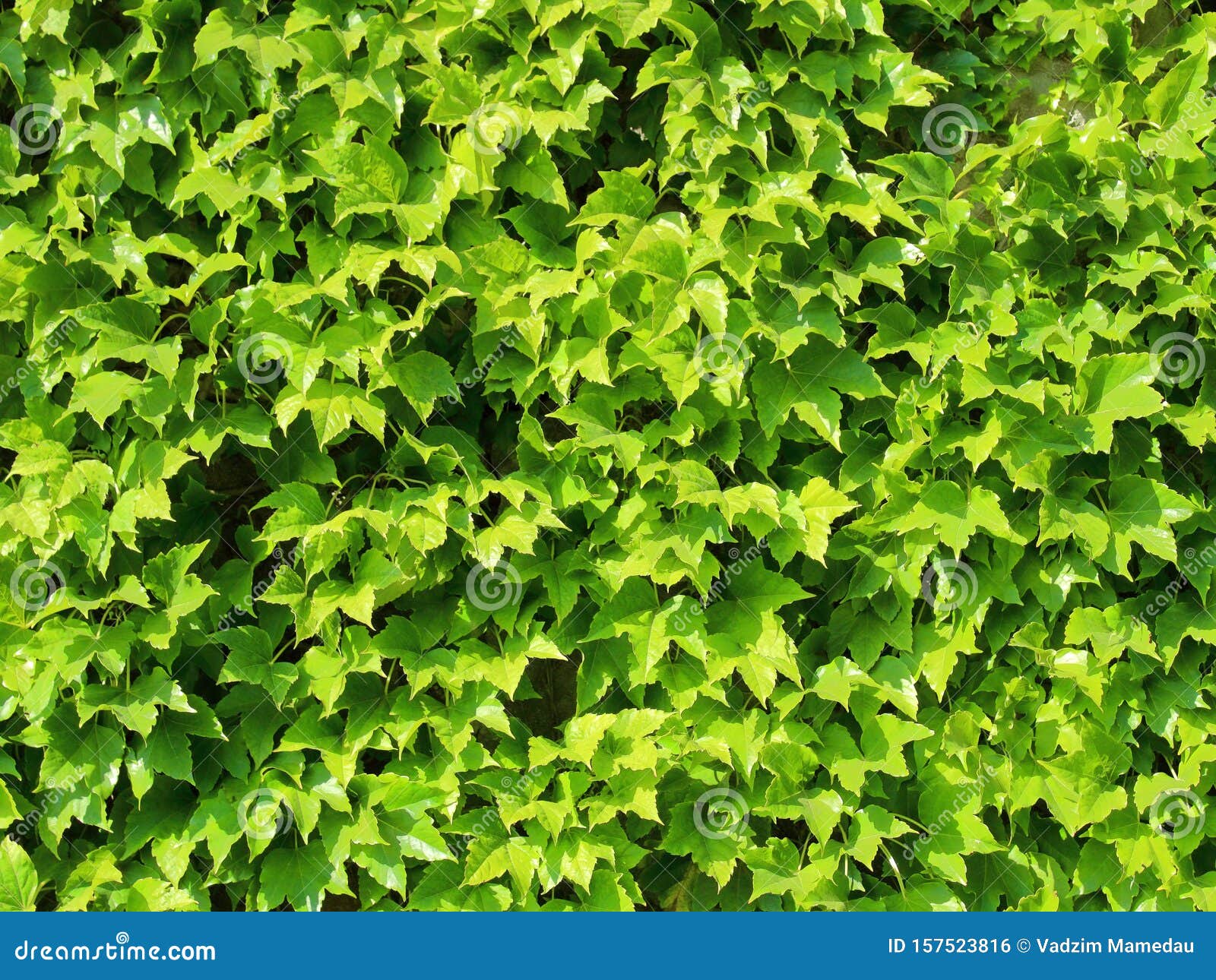 Leaf wall plants texture stock photo. Image of color - 157523816