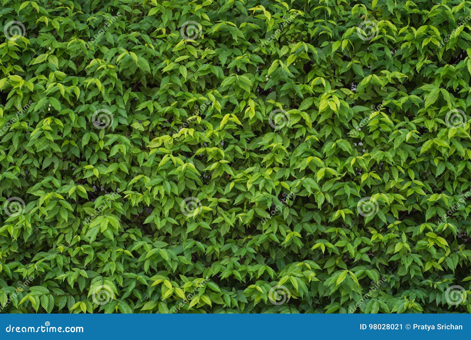 Leaf wall stock image. Image of pattern, lush, fresh - 98028021