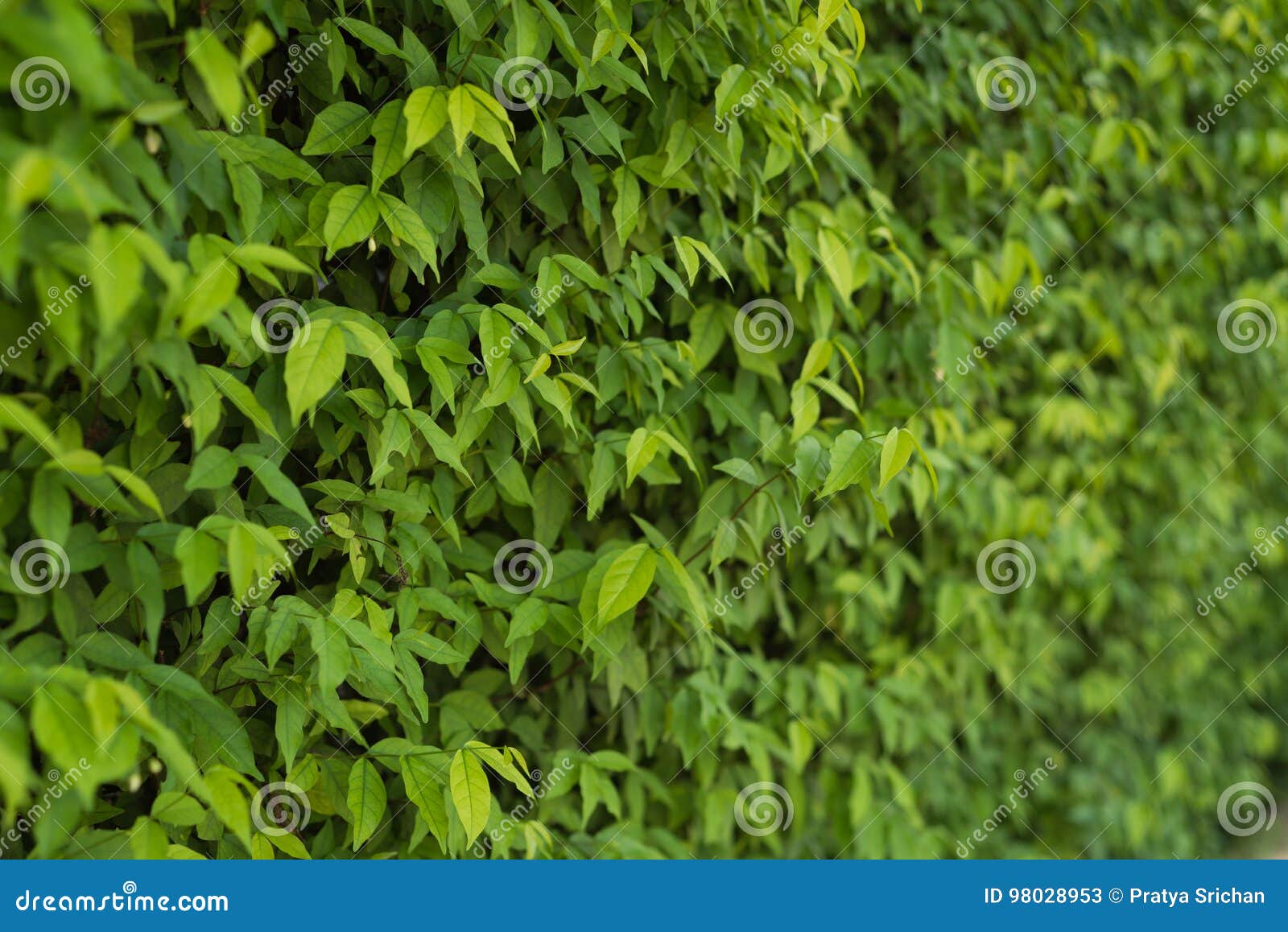 Leaf wall stock image. Image of growth, black, park, drop - 98028953