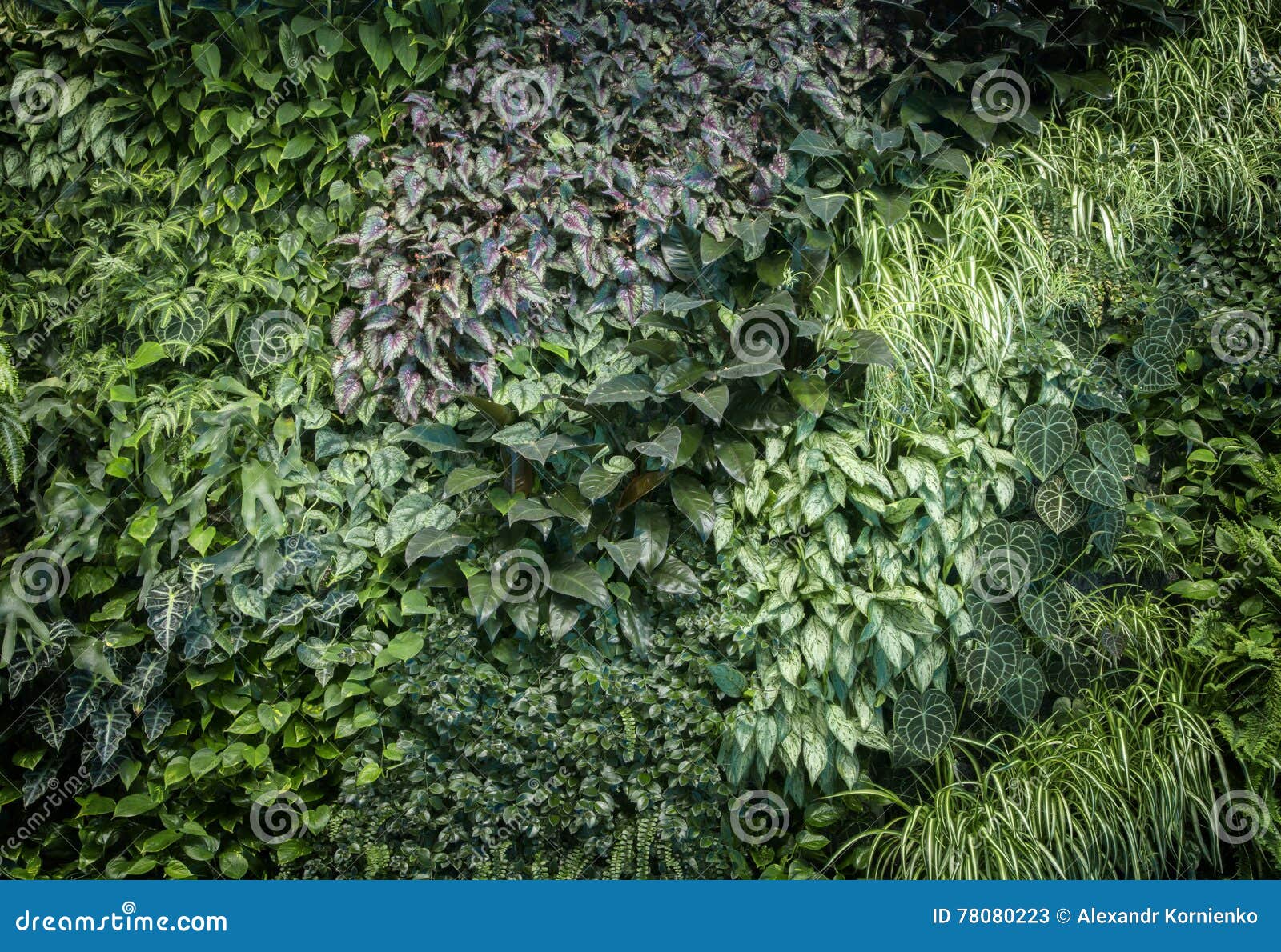 Leaf wall texture stock image. Image of leaf, environment - 78080223