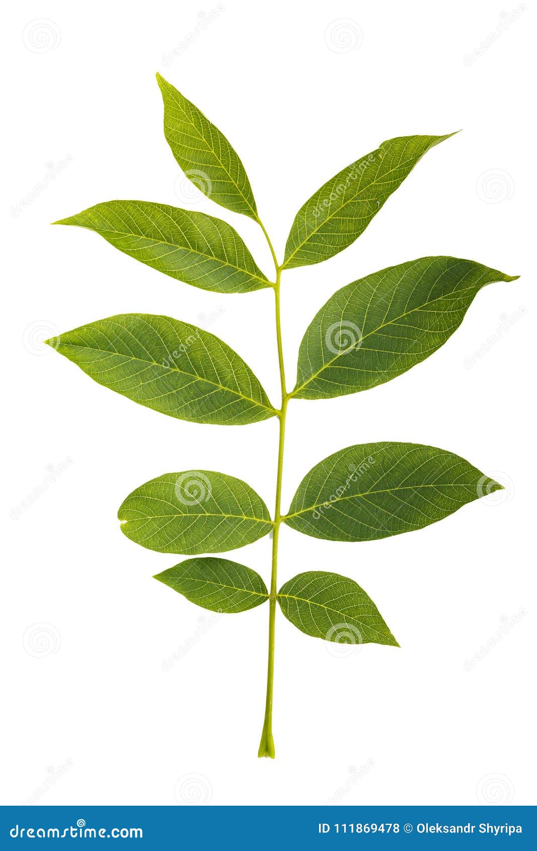 Walnut Leaf on White Background Stock Photo - Image of isolated, nature ...