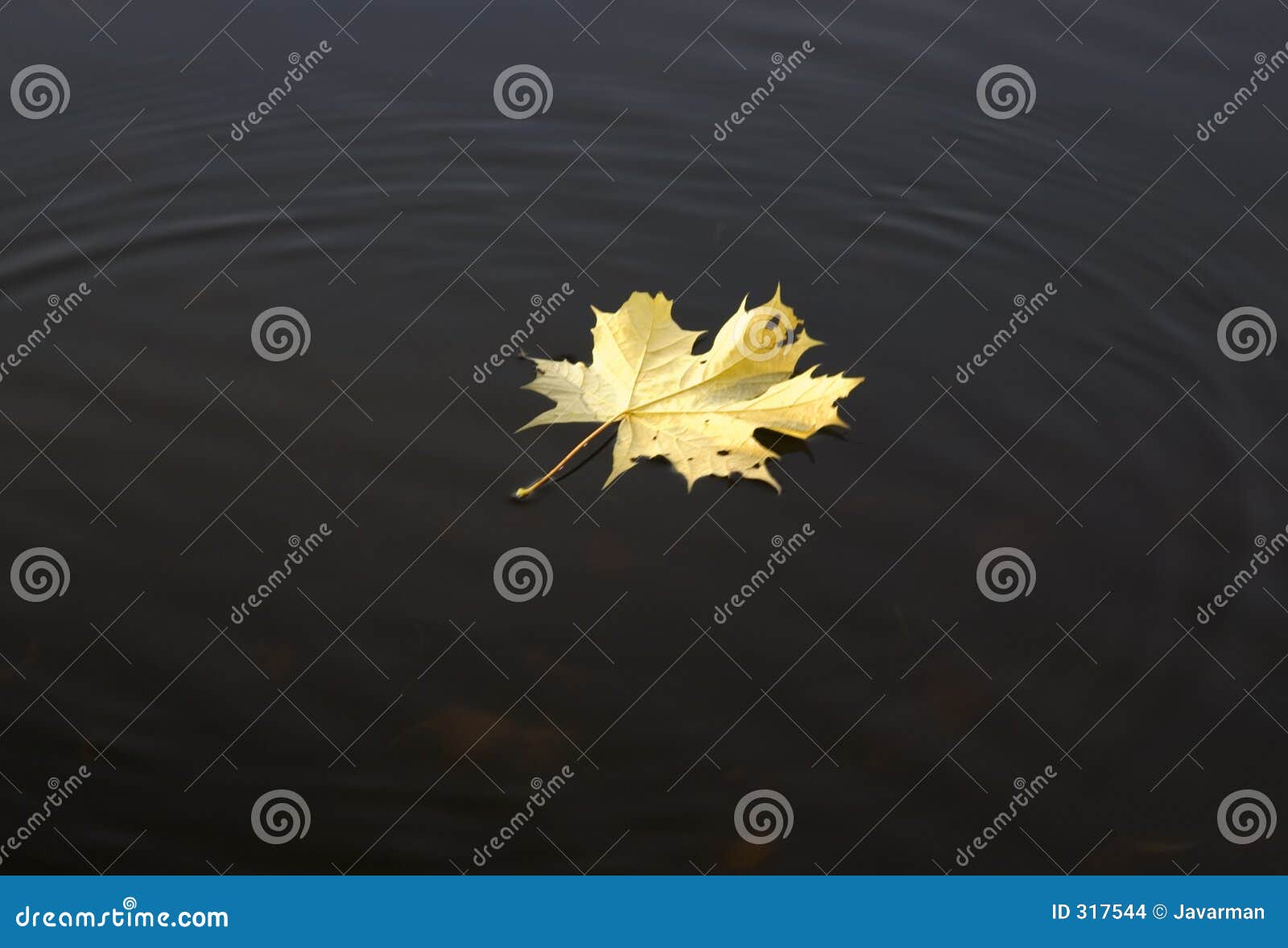 Leaf in water stock photo. Image of background, leaves - 317544