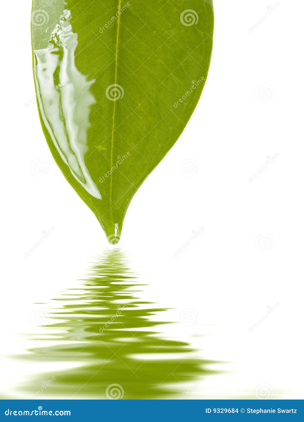 Leaf in water stock illustration. Illustration of beautiful - 9329684