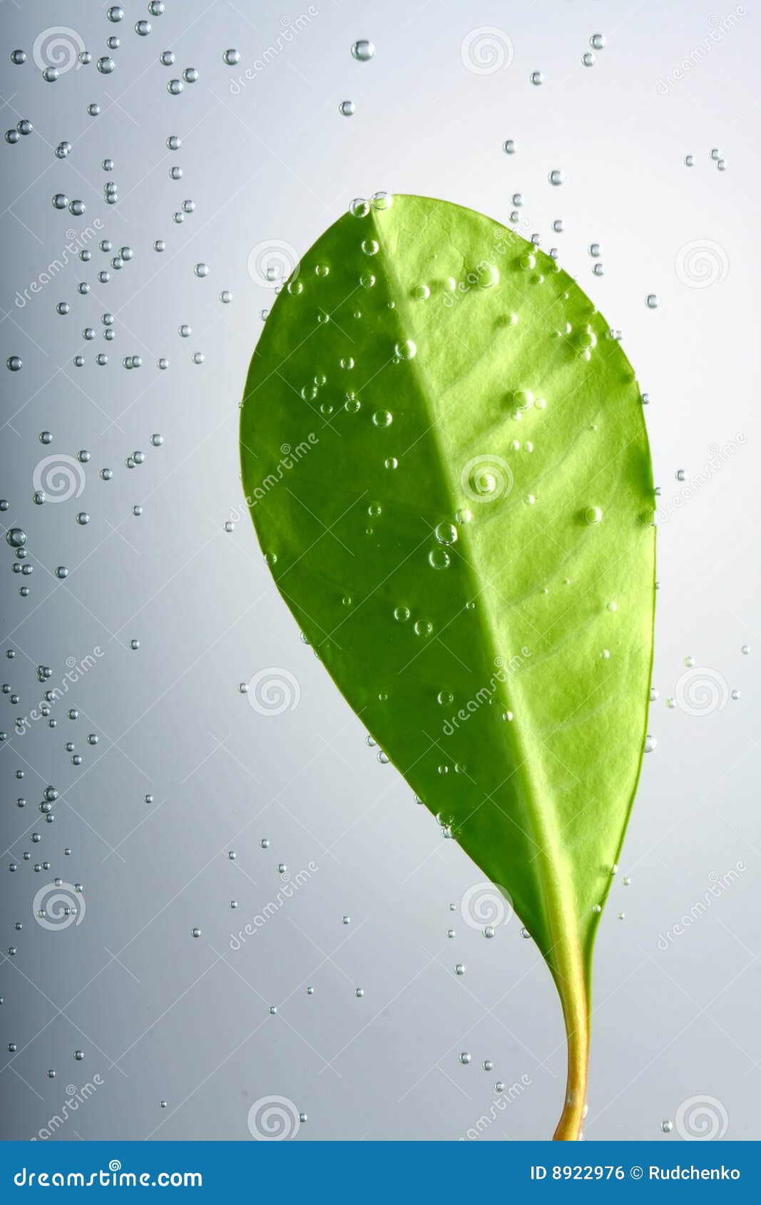 Leaf in Water with Air Bubbles Stock Photo - Image of droplet, ecology ...