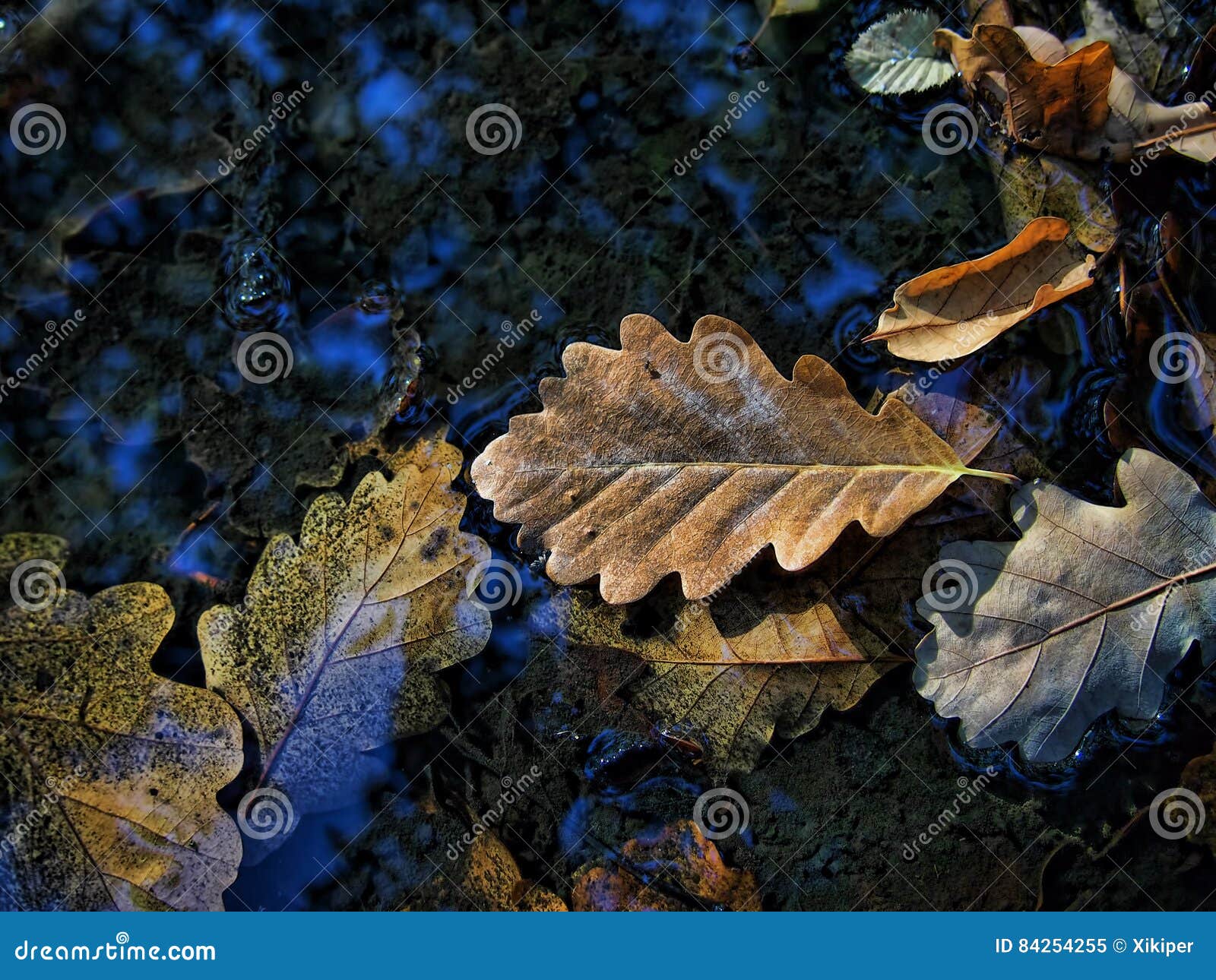 Leaf on water stock image. Image of leaf, nature, brown - 84254255