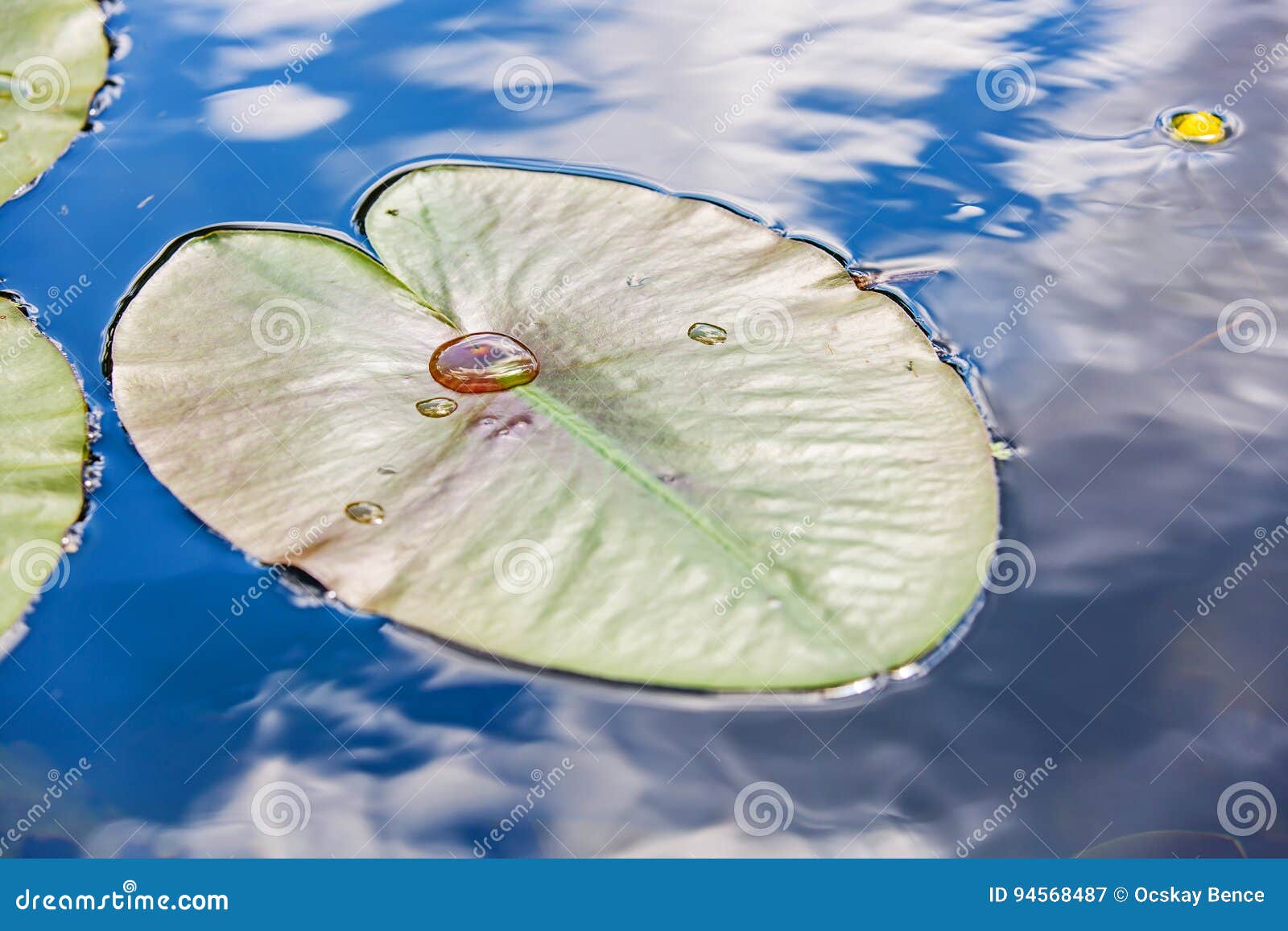 Leaf on water stock image. Image of botany, landscape - 94568487