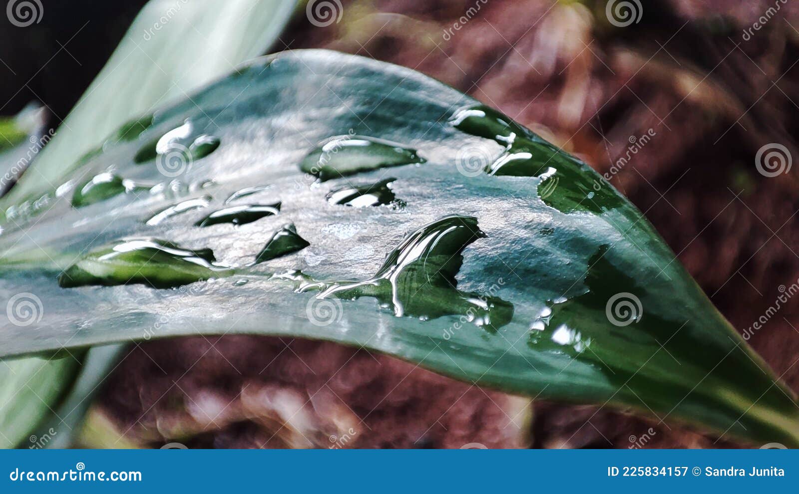 Tear Drops on Green Leaf stock image. Image of water - 225834157