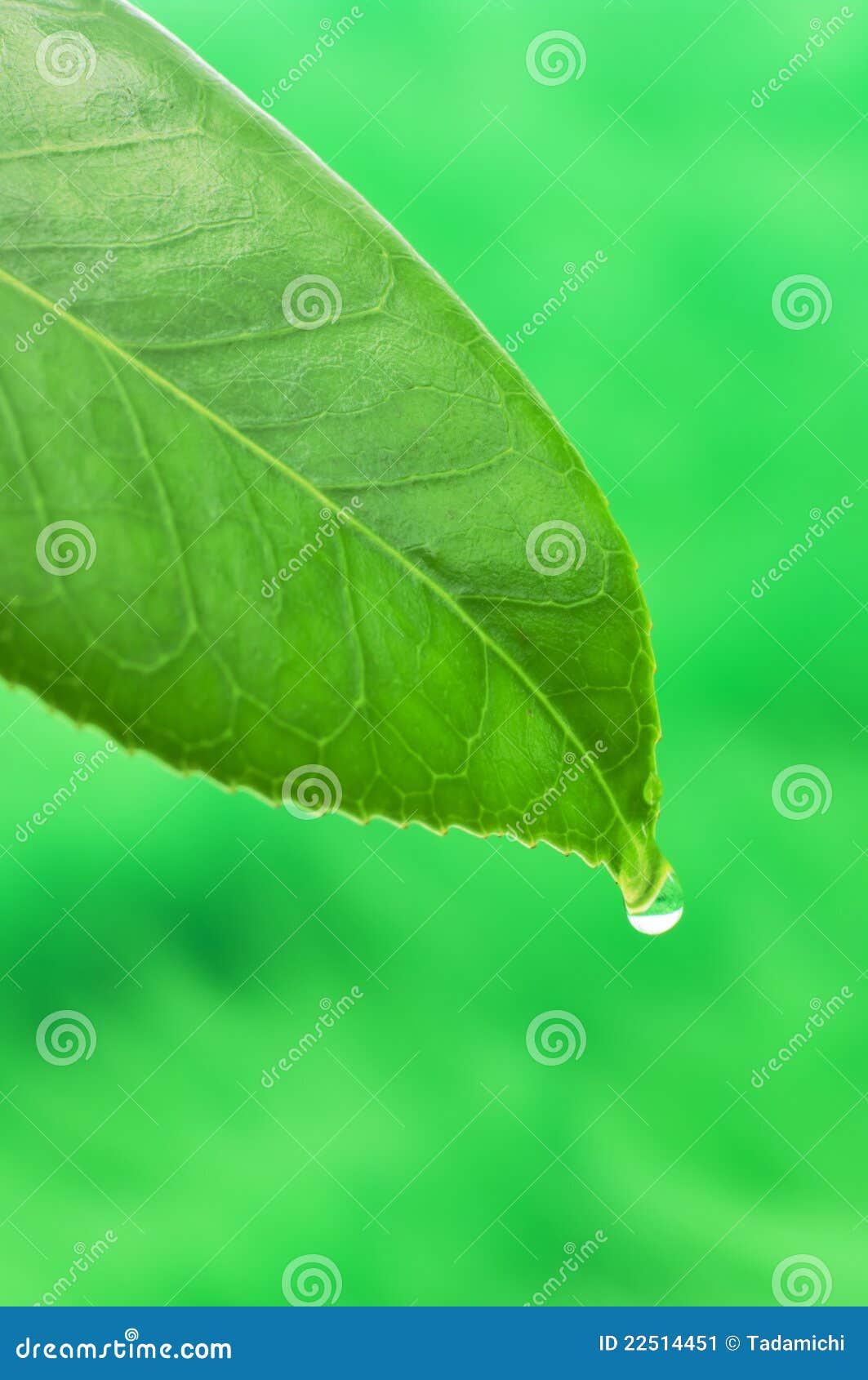 Leaf with water drop #1 stock image. Image of plant, drop - 22514451