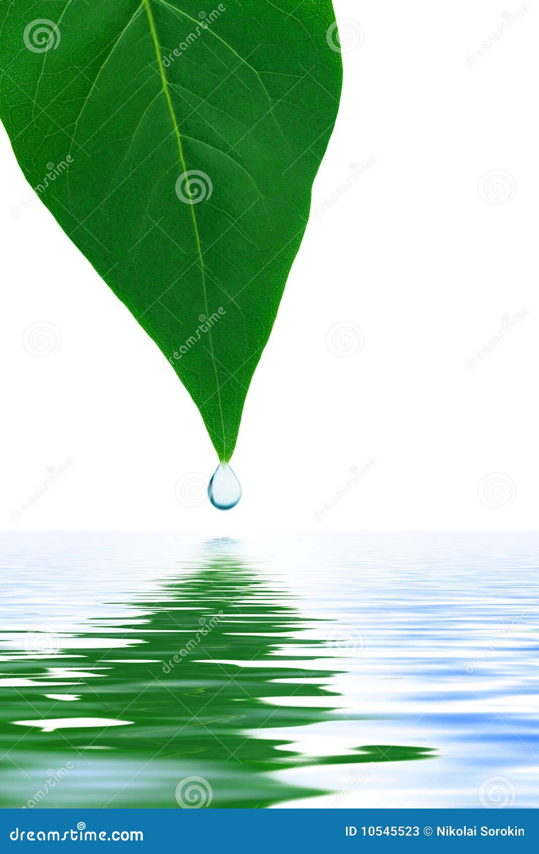 Leaf and water drop stock image. Image of liquid, leaf - 10545523
