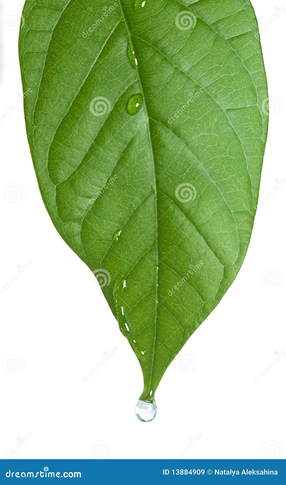 Leaf and water drop stock image. Image of clarity, beauty - 13884909