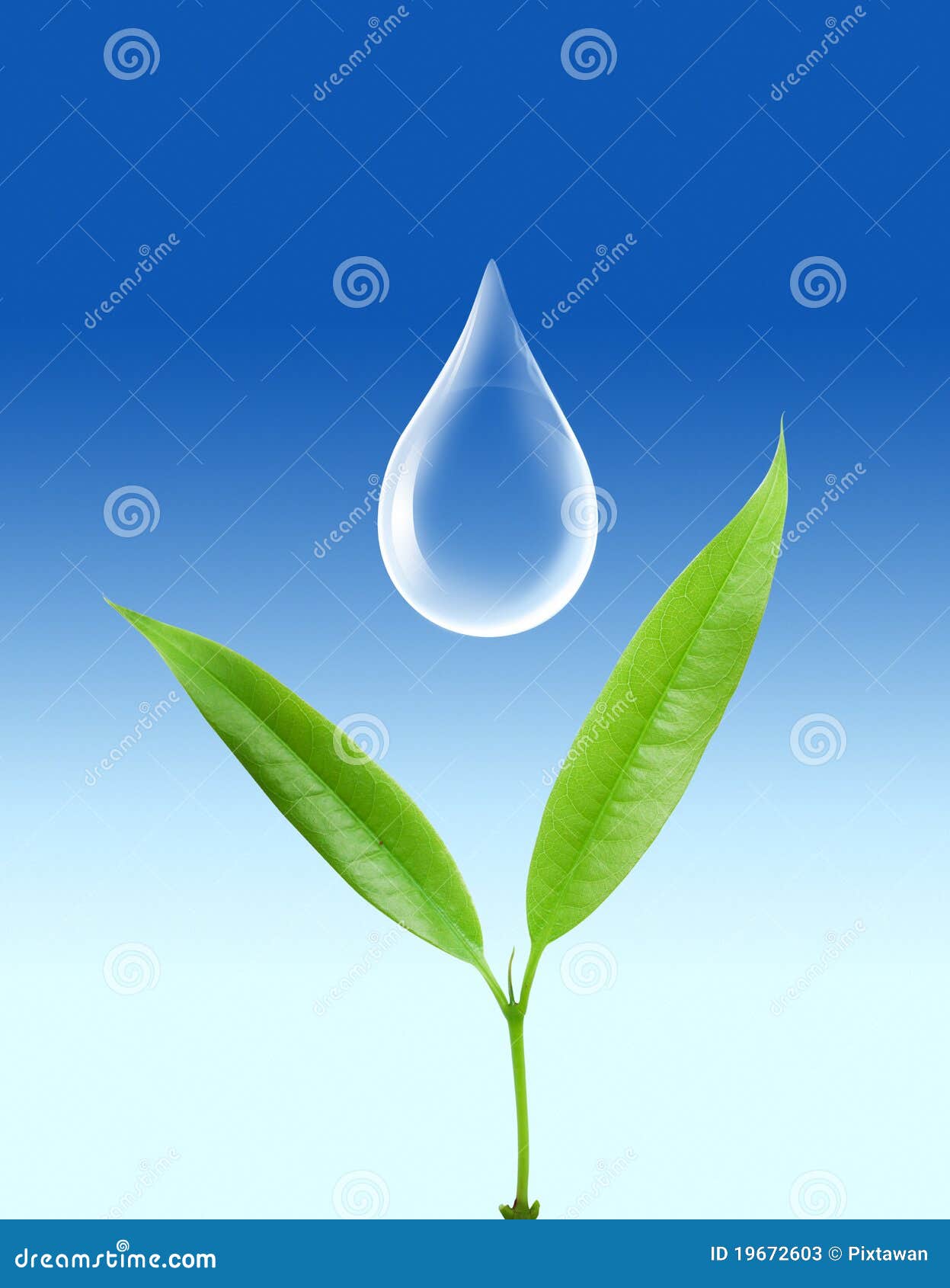 Leaf with water drop stock image. Image of green, earth - 19672603