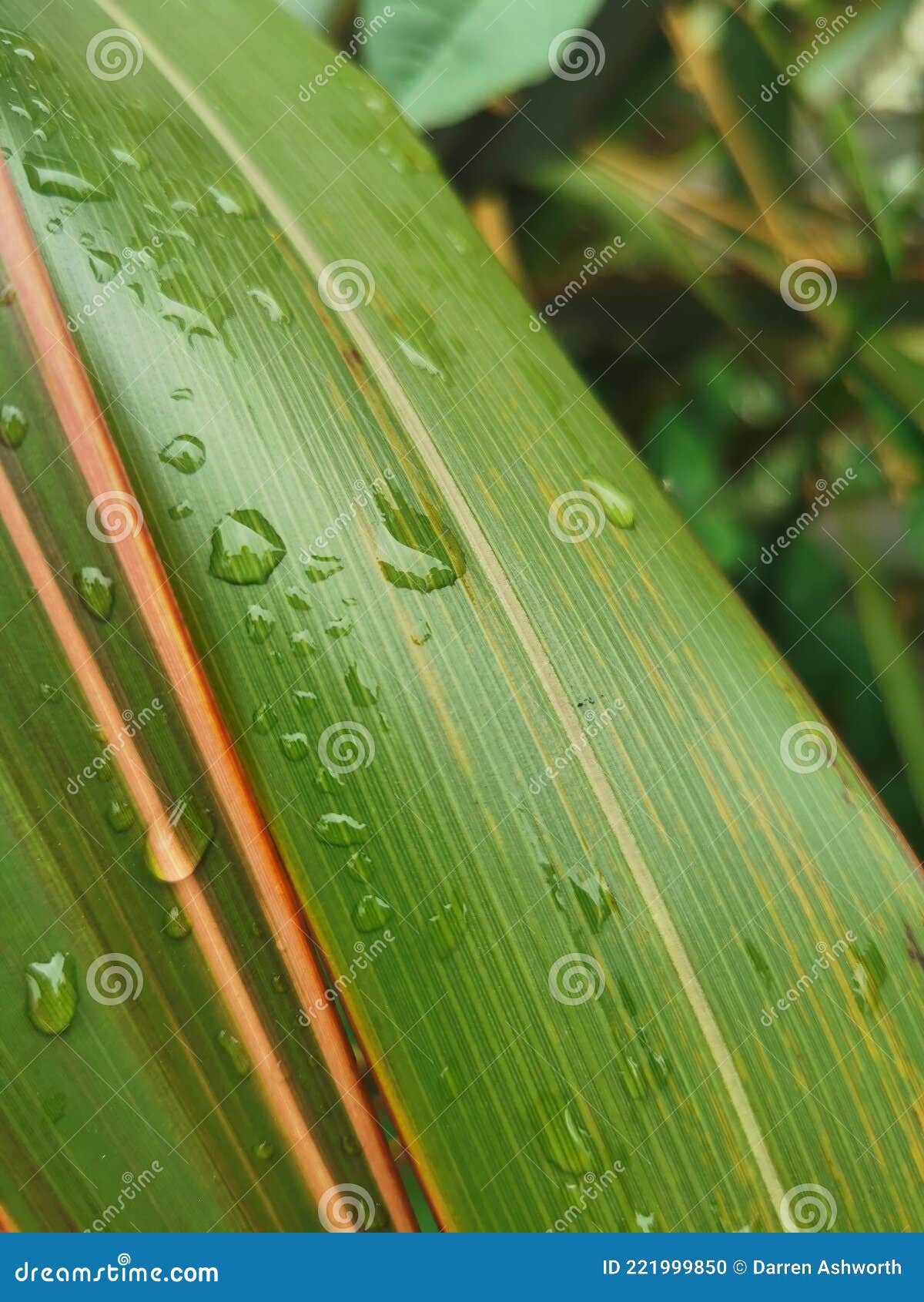 Leaf with water drop stock photo. Image of moisture - 221999850