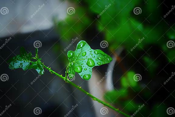 Leaf with water drop stock image. Image of garden, green - 202015065