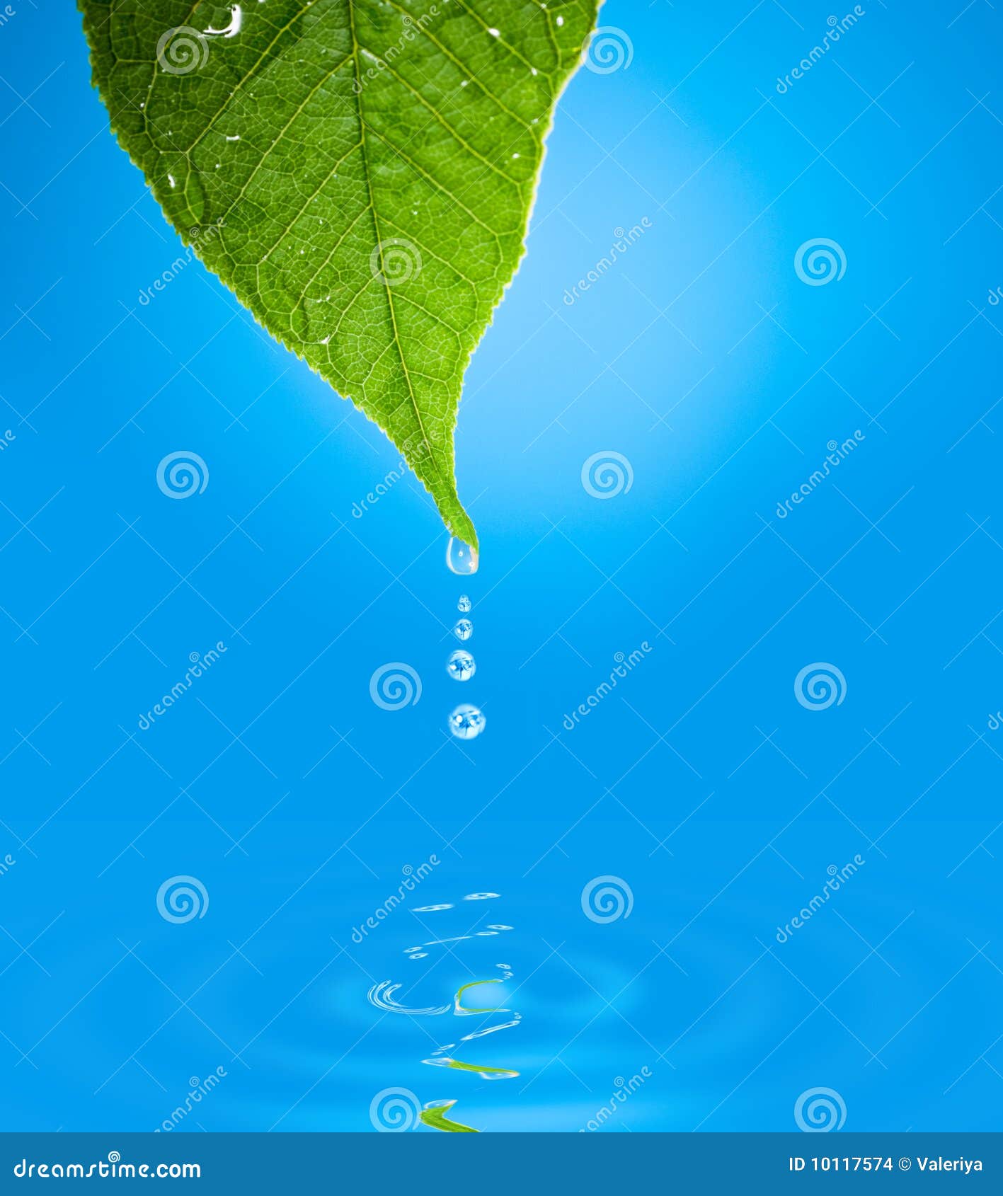 Leaf with Water Droplet Over Water Reflection Stock Photo - Image of ...